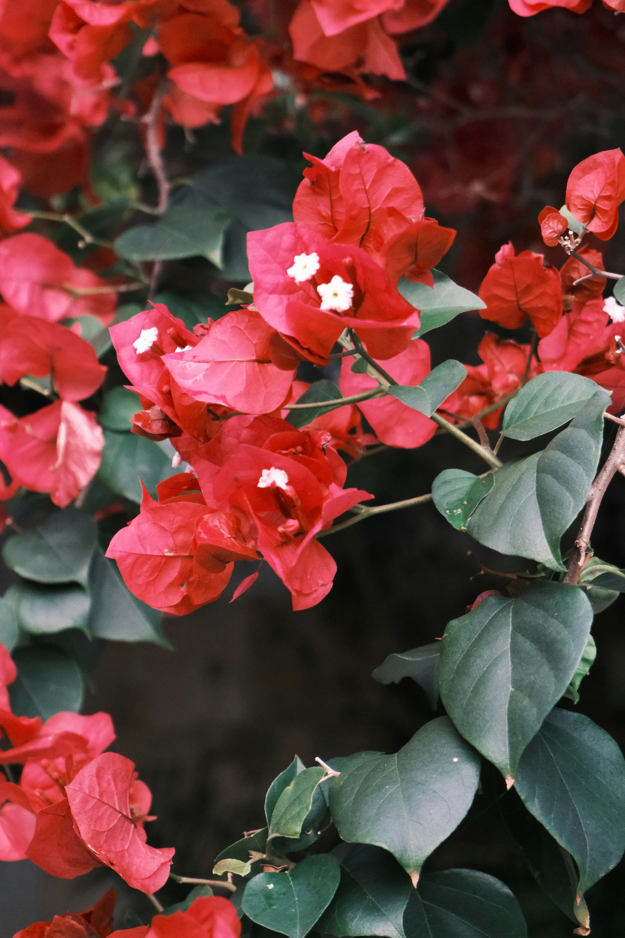 Crimson Bougainvillea Cluster in Soft Evening Light