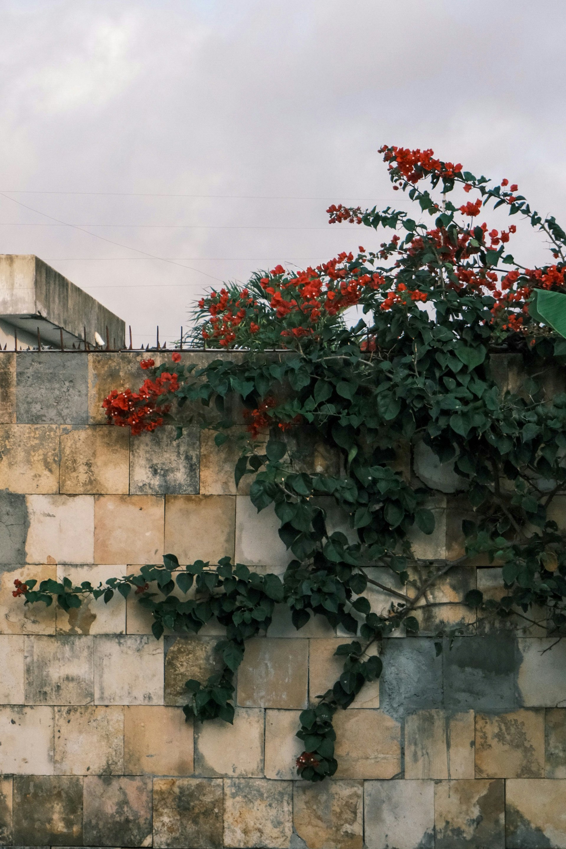 Red Bougainvillea Climbing a Weathered Block Wall at Dusk