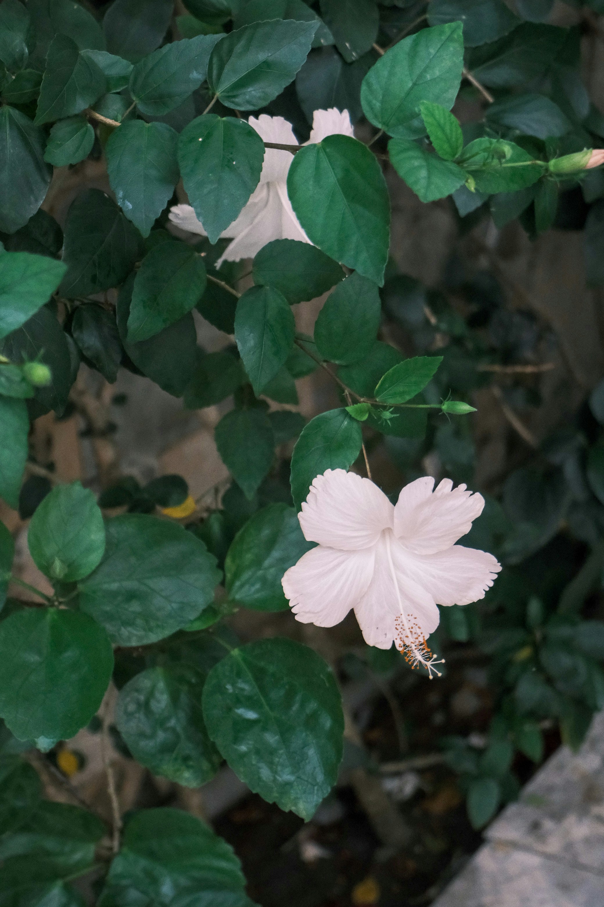 Soft blush hibiscus peeking through emerald foliage