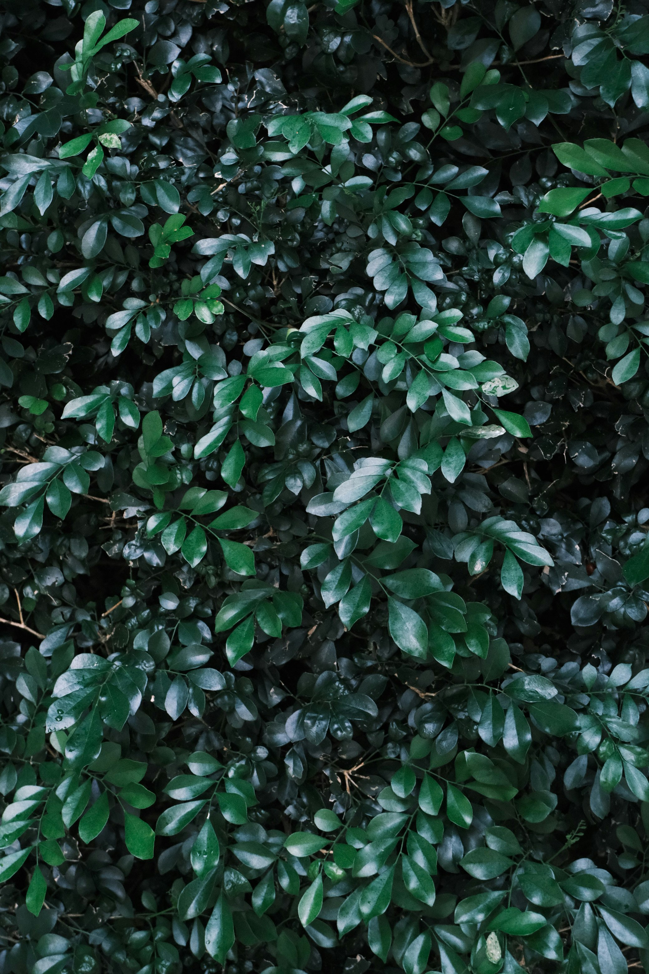 Emerald Canopy: A Close Clutch of Glossy Leaves
