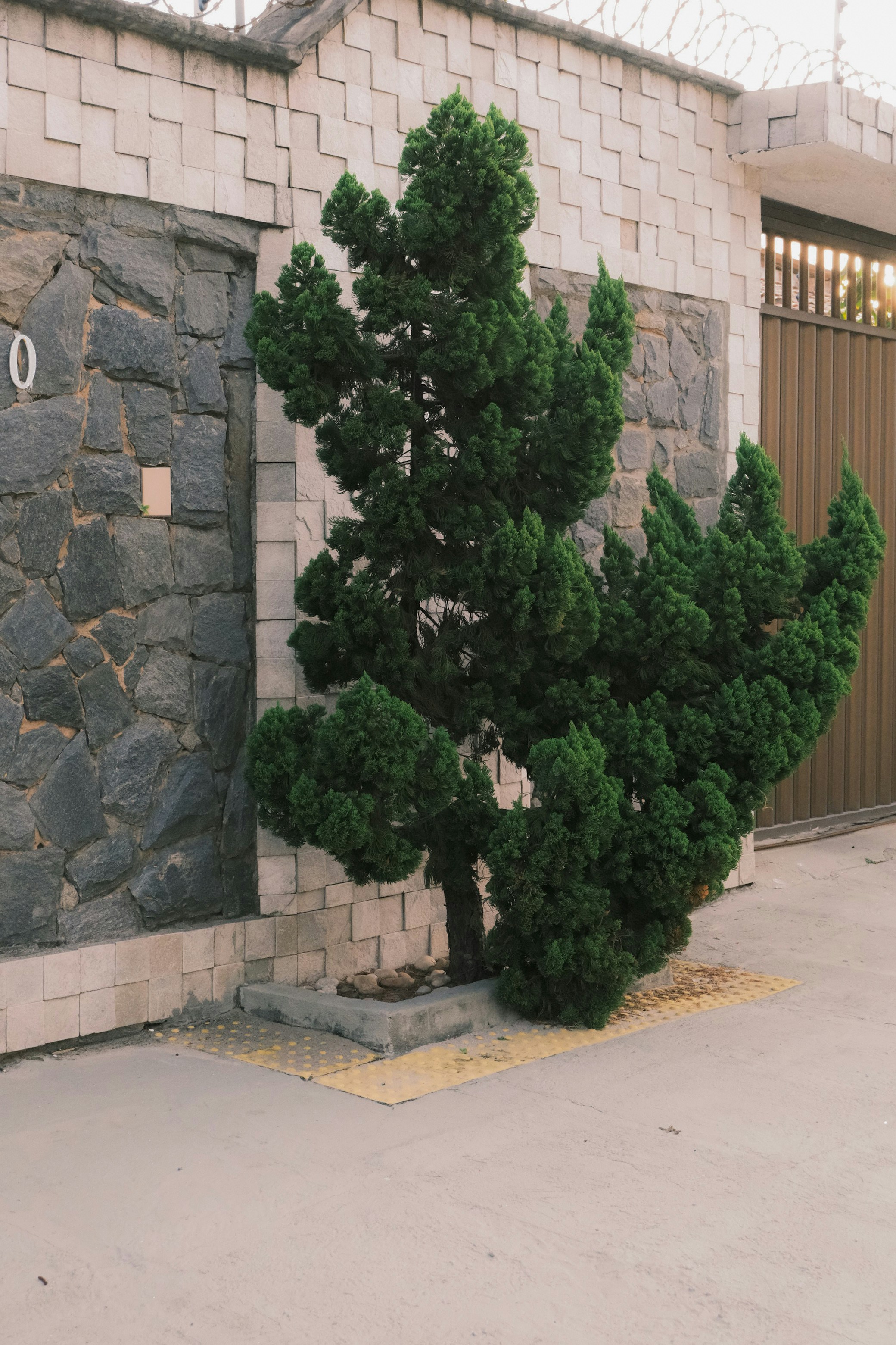Green Retreat: A Pruned Corner Standing Against Stone and Steel