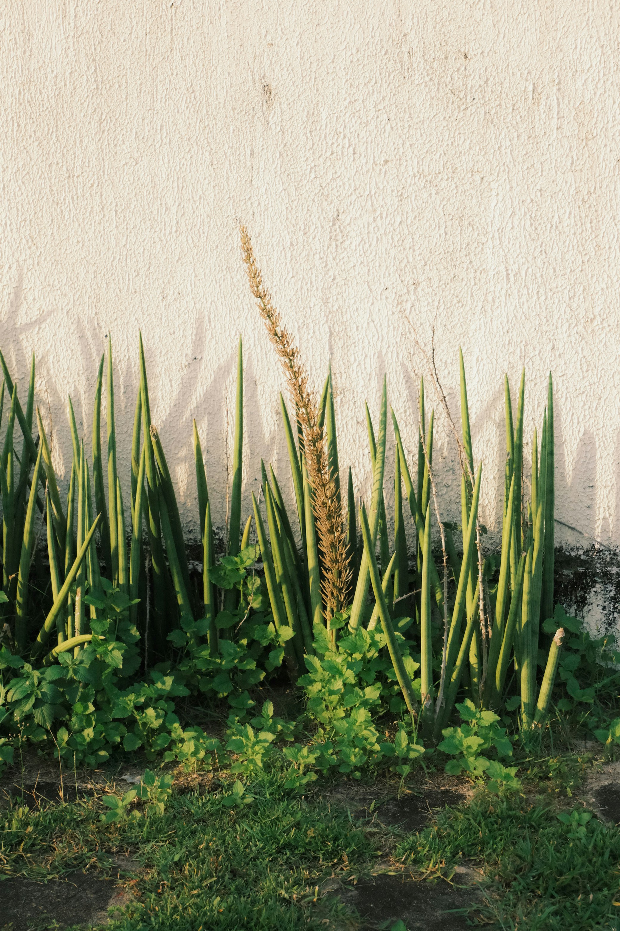 Sunlit Urban Garden: Spires and Shadowed Wall
