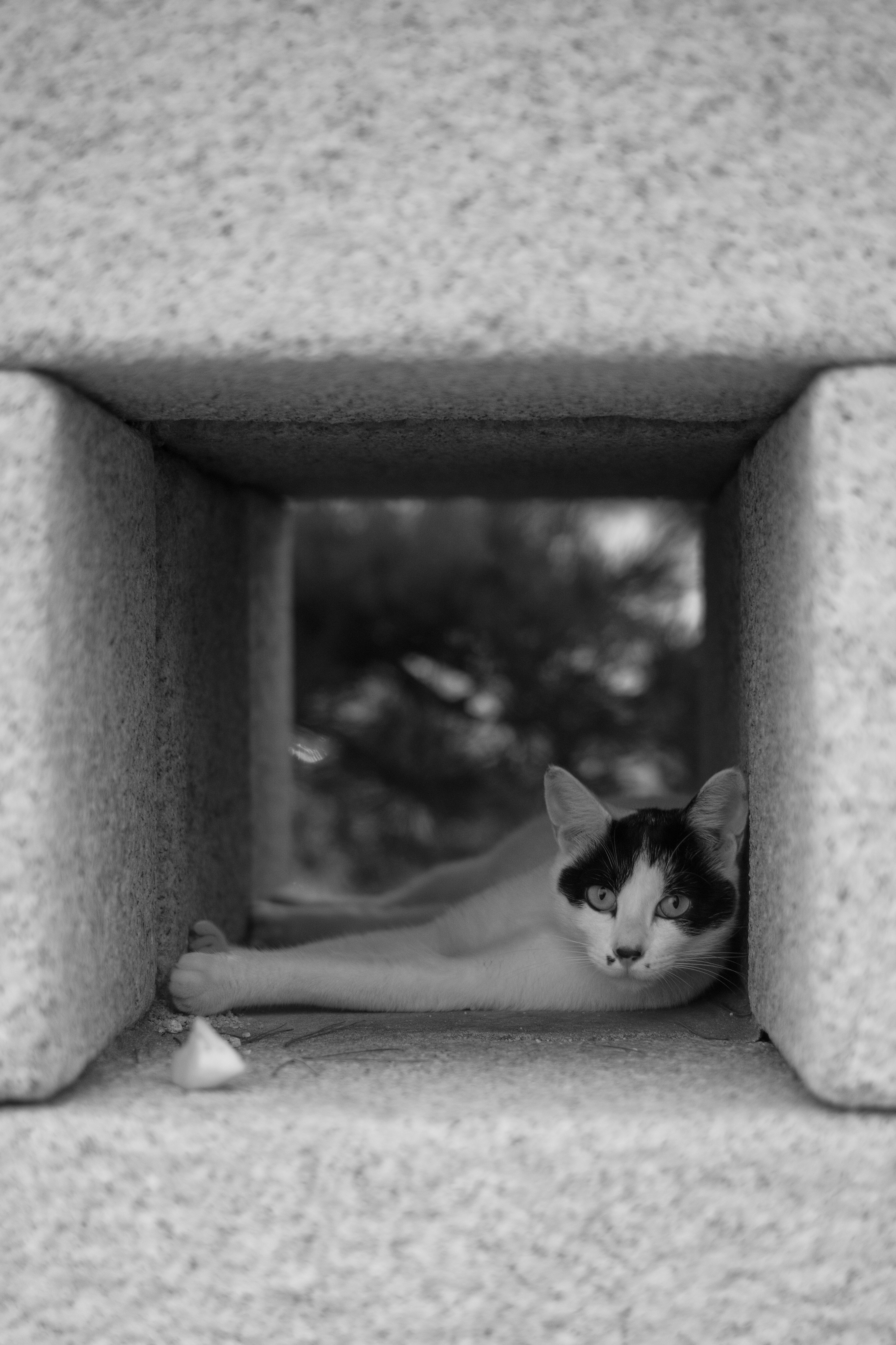 Cat lounging in a concrete frame: a silent, focused gaze through a stone corridor
