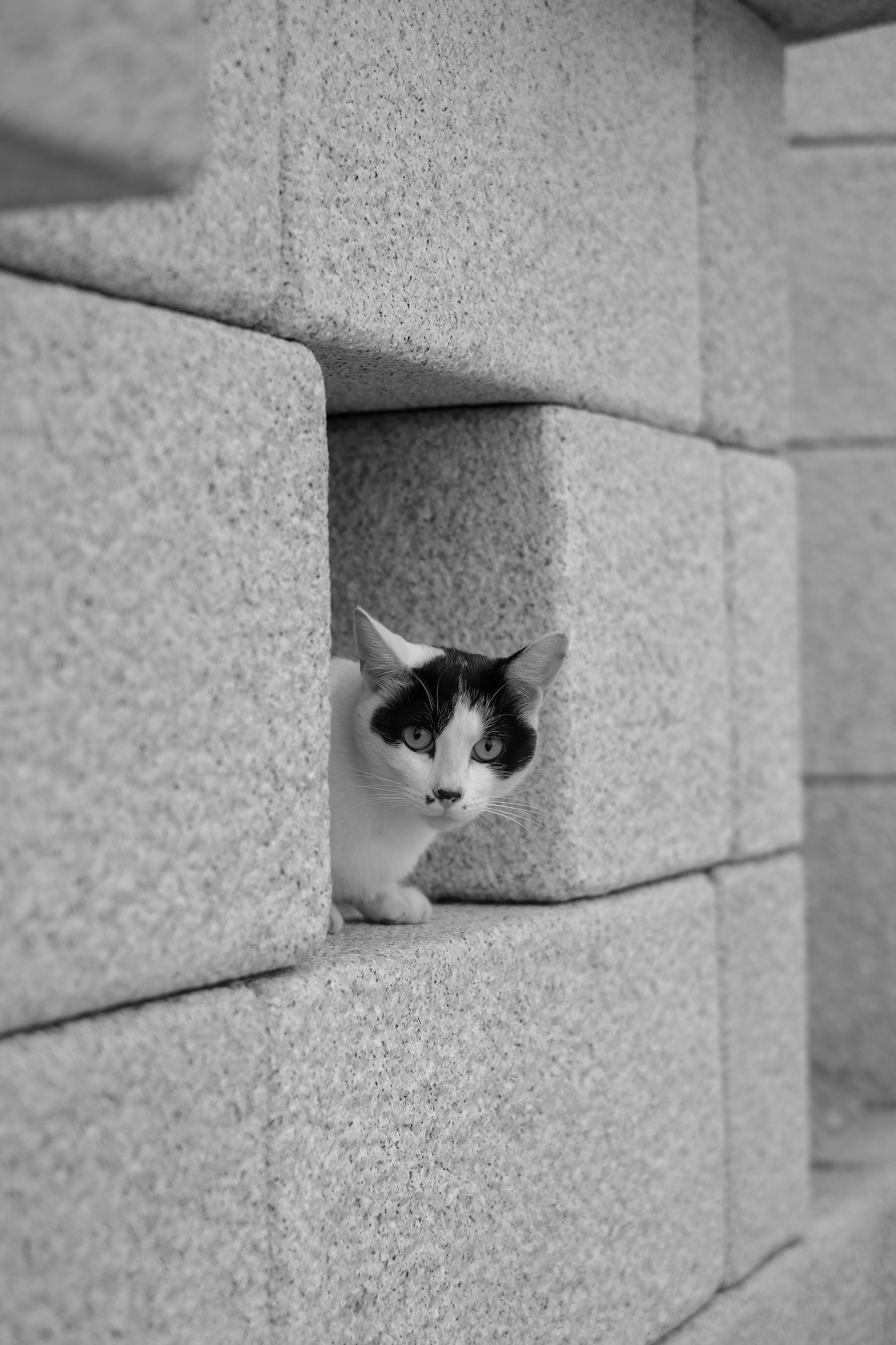 Curious Peek: A Cat's Quiet Recess Through Concrete Niches
