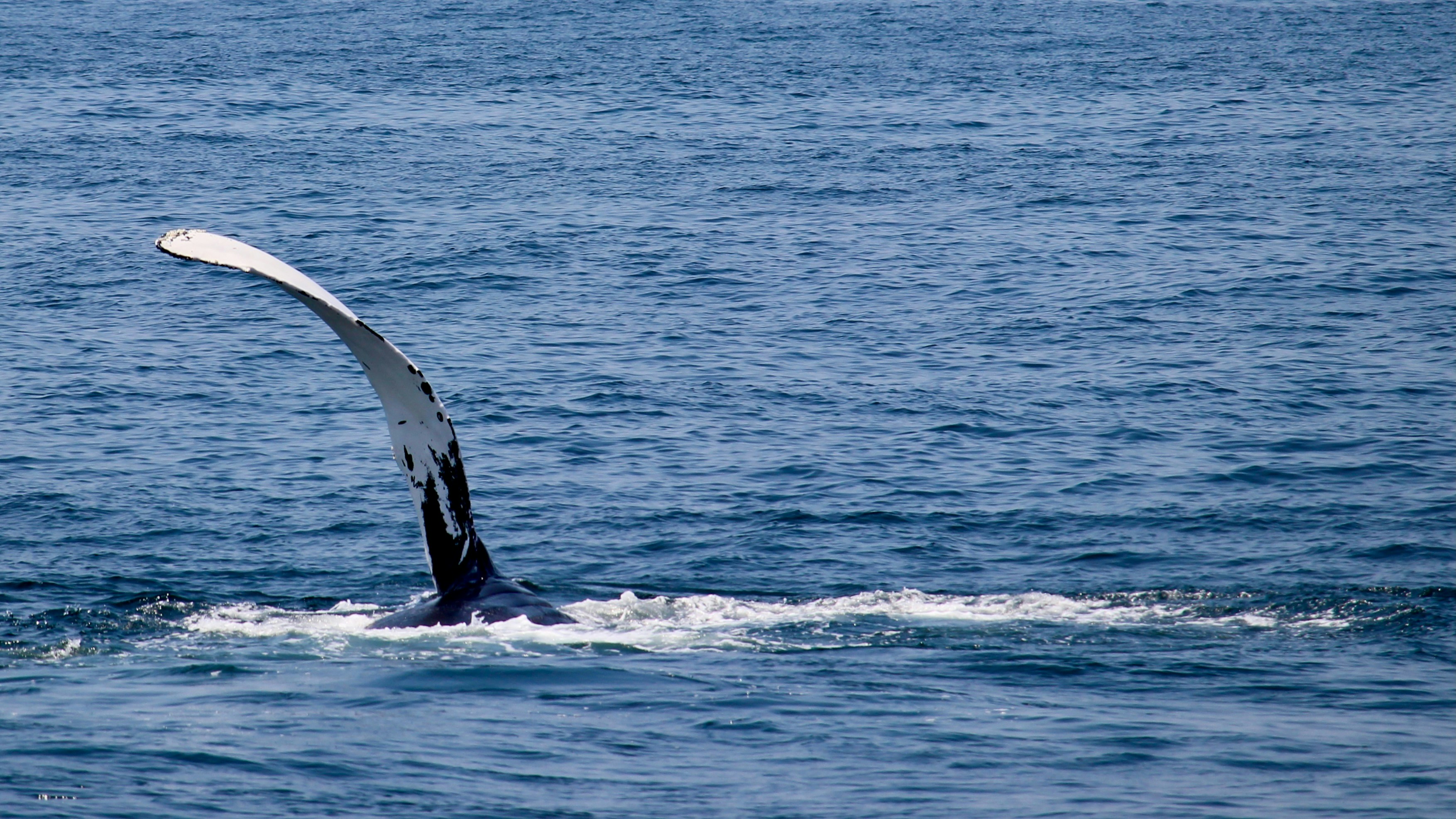 Dorsal Grace: A Dolphin Tail Breaks the Blue Horizon