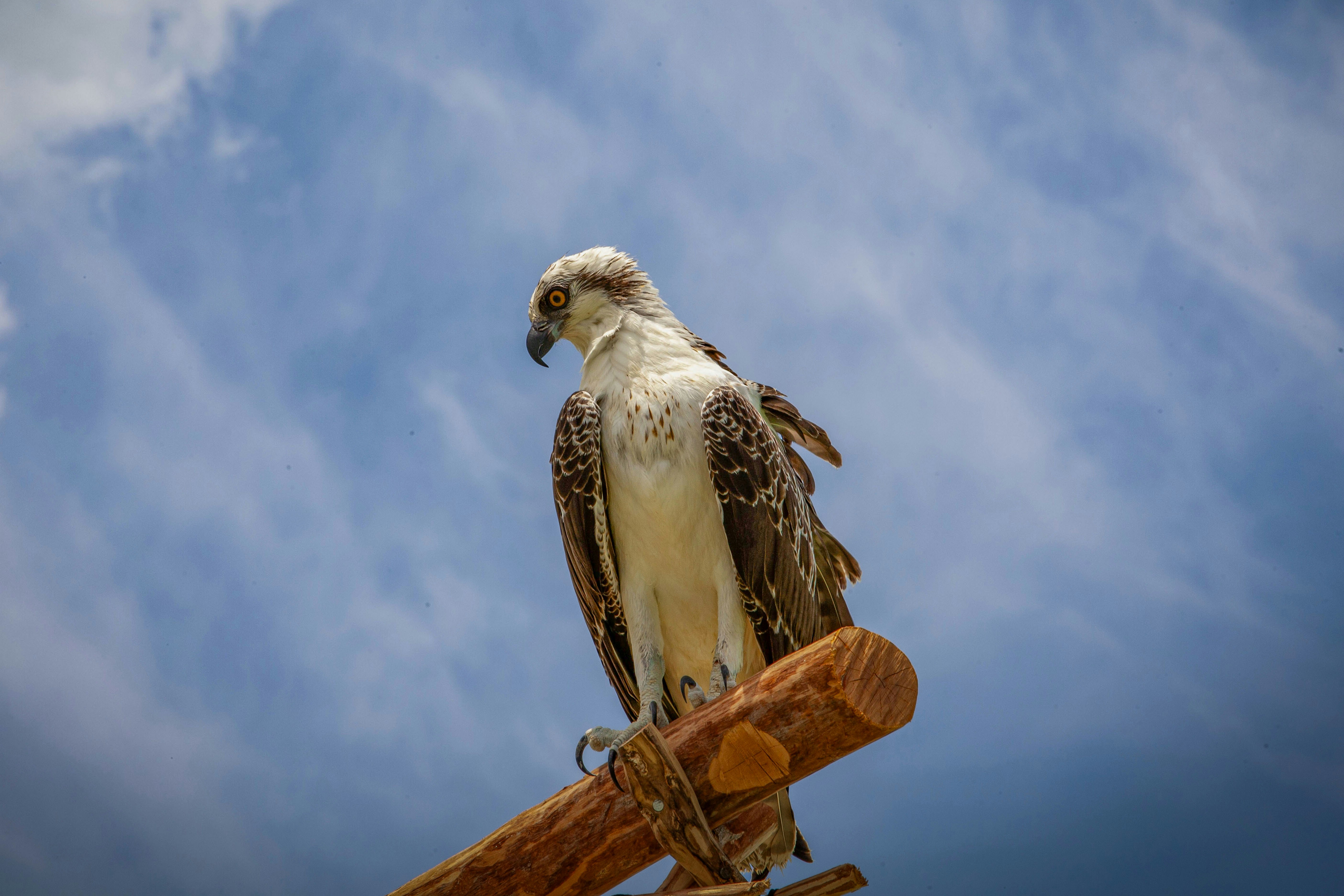 Hawk perched on weathered branch against a blue sky, highlighting its sharp gaze and detailed plumage.