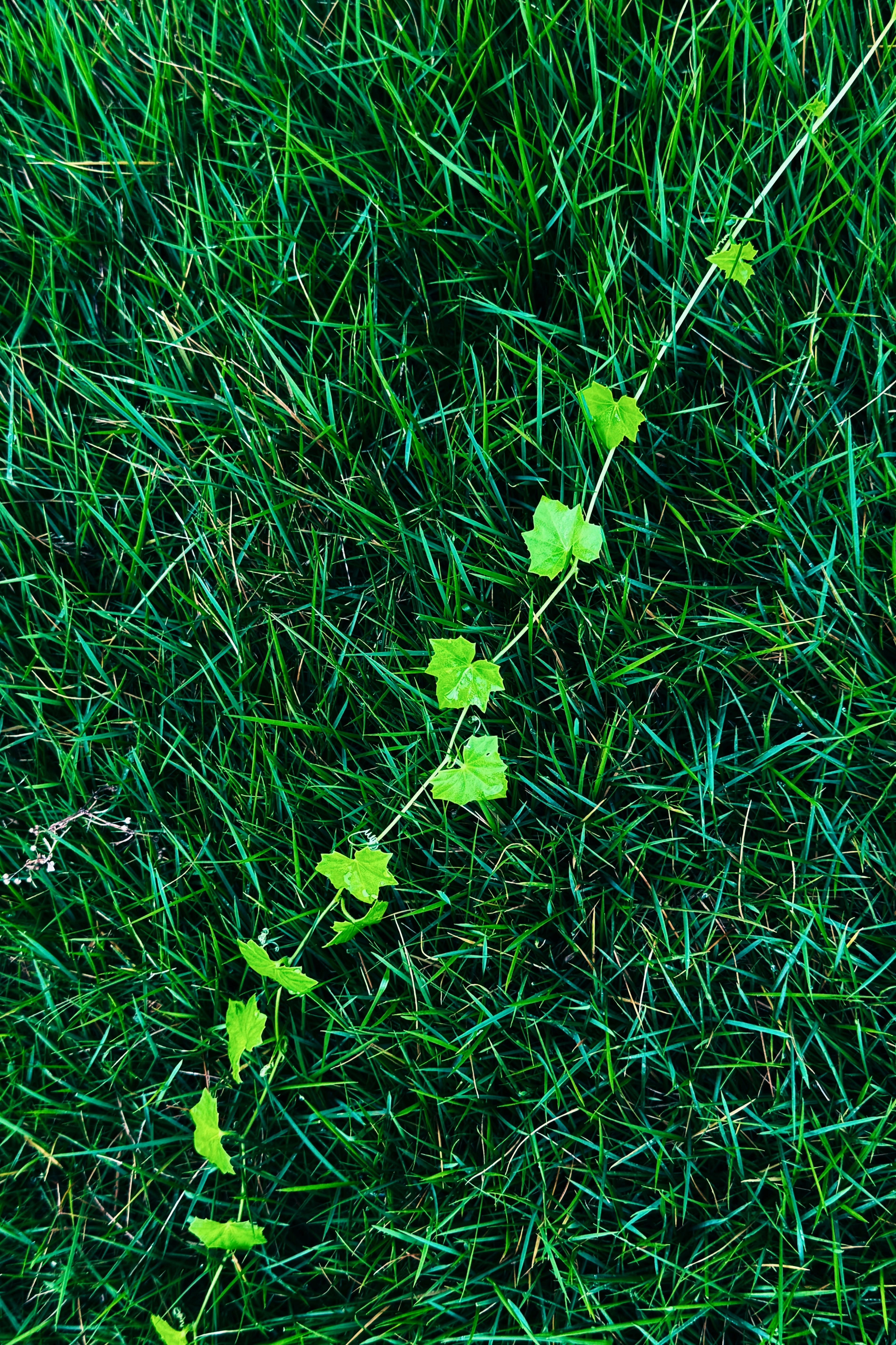 Vine-Curved Reed of Green Grass