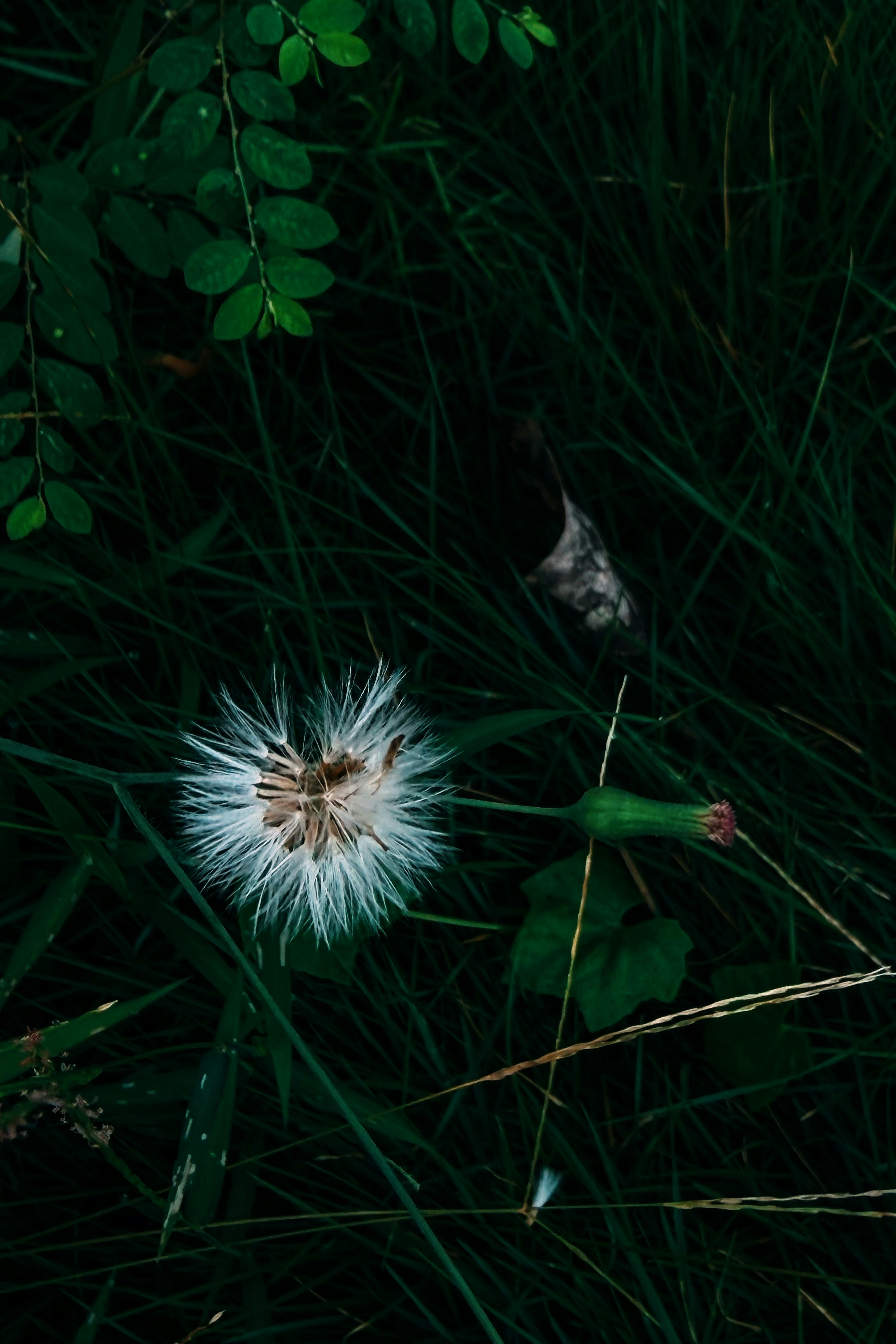 Wish Seed in Quiet Twilight