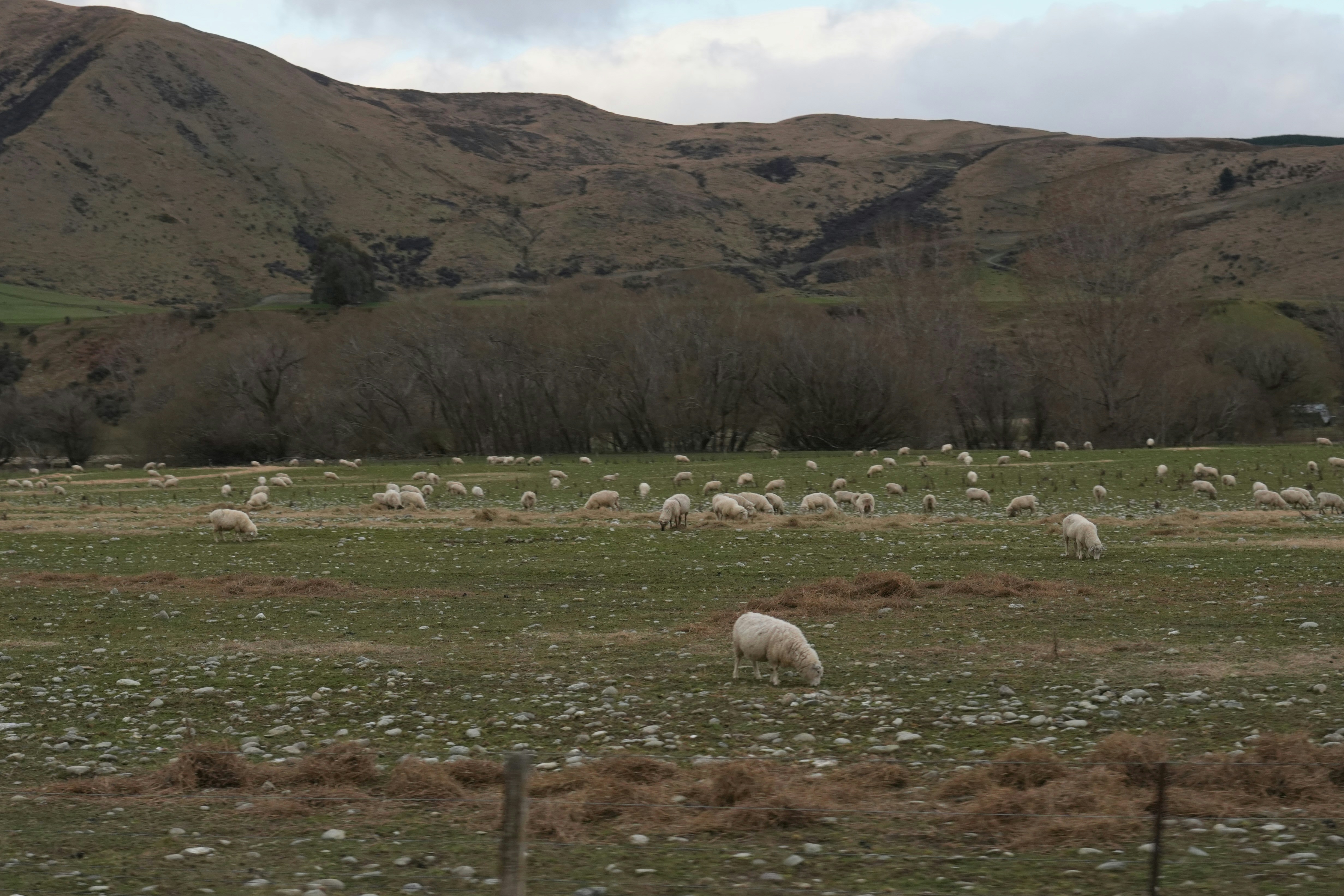 Pasture under rolling hills: a flock at rest
