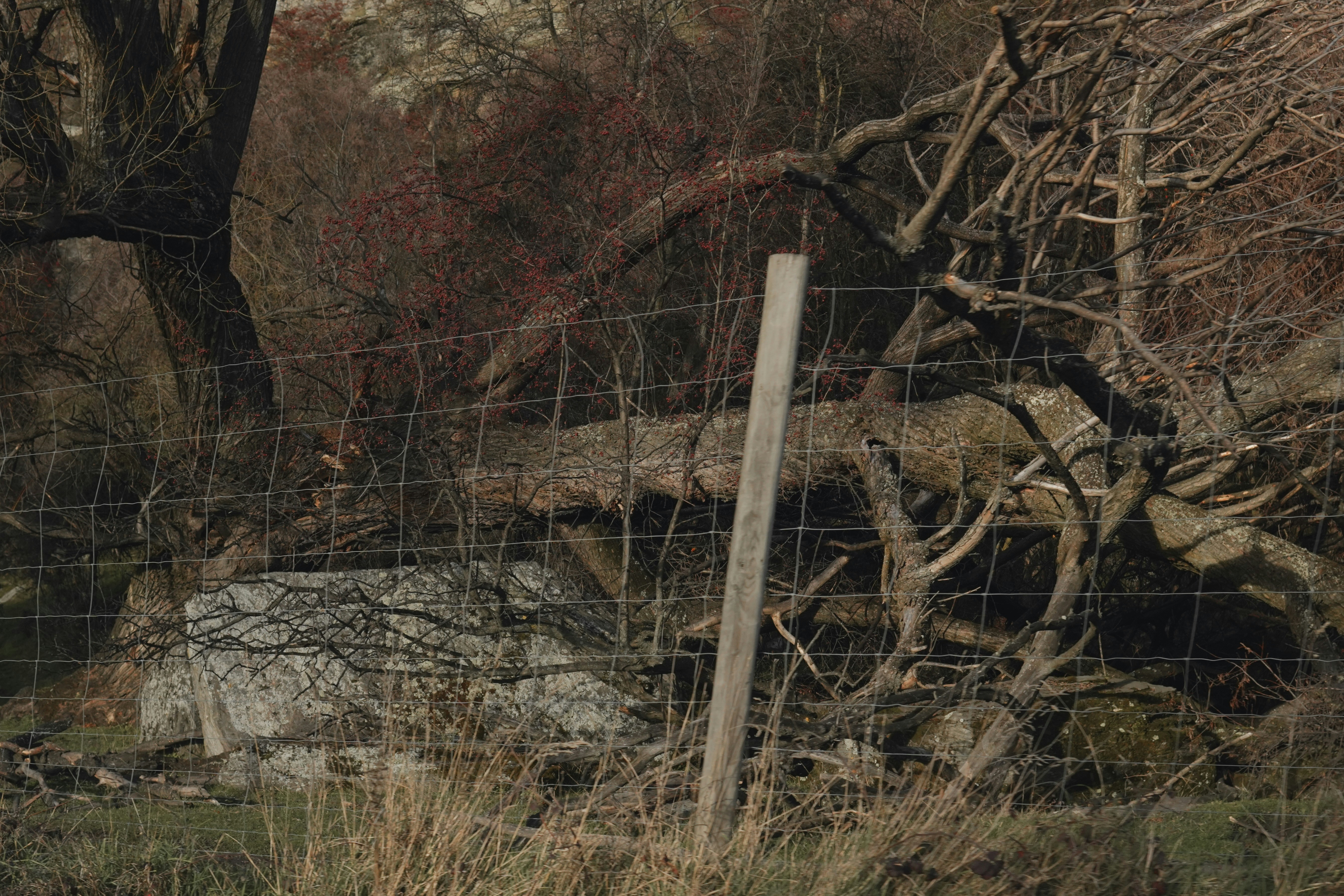 Weathered fence post and tangled branches behind a wire fence in a muted autumn landscape.