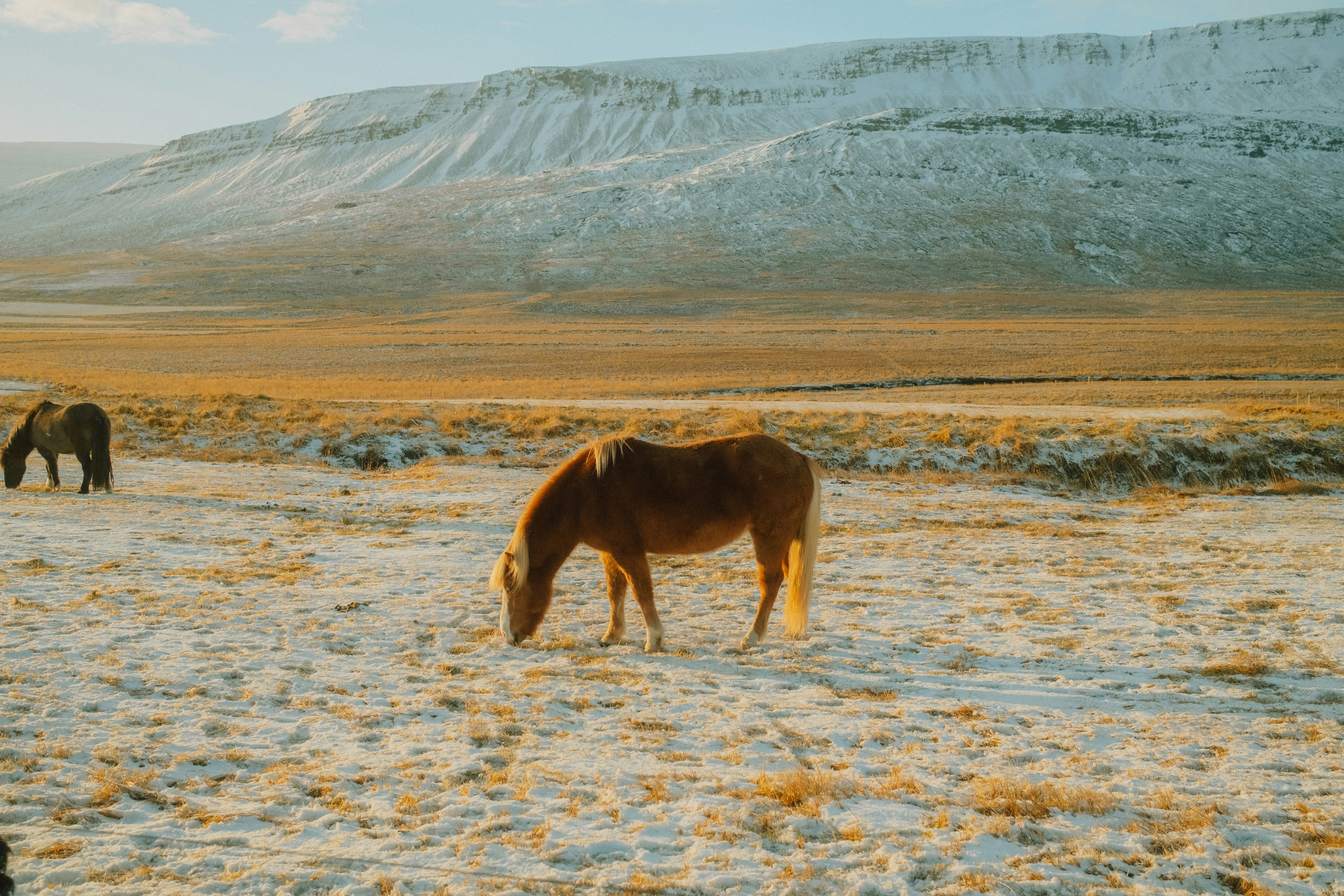 Winter Pasture Under Ochre Snow: A Lonely Horse and Distant Foothills
