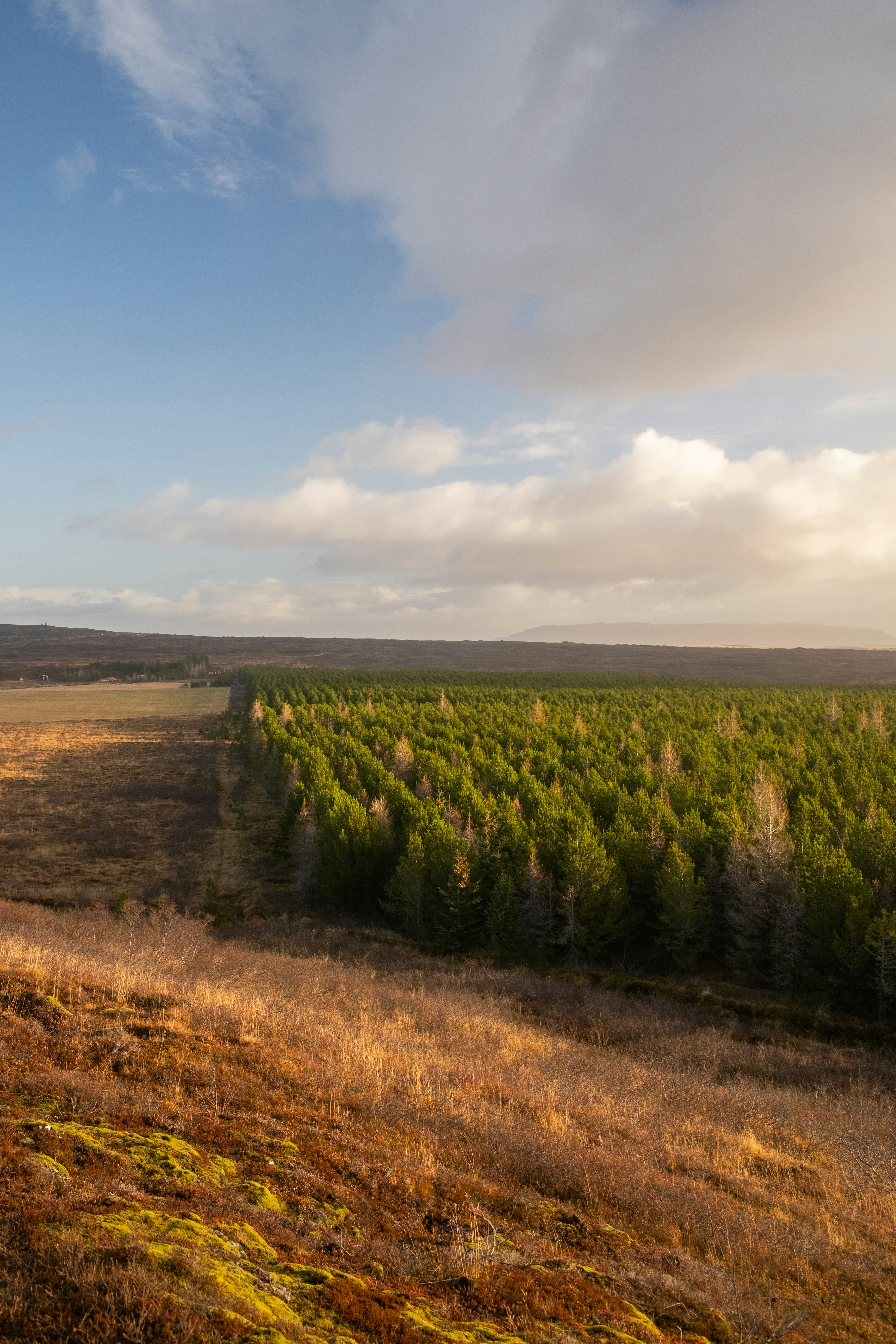 Sunlit Pines on the Horizon: A Quiet Farmland Stretch