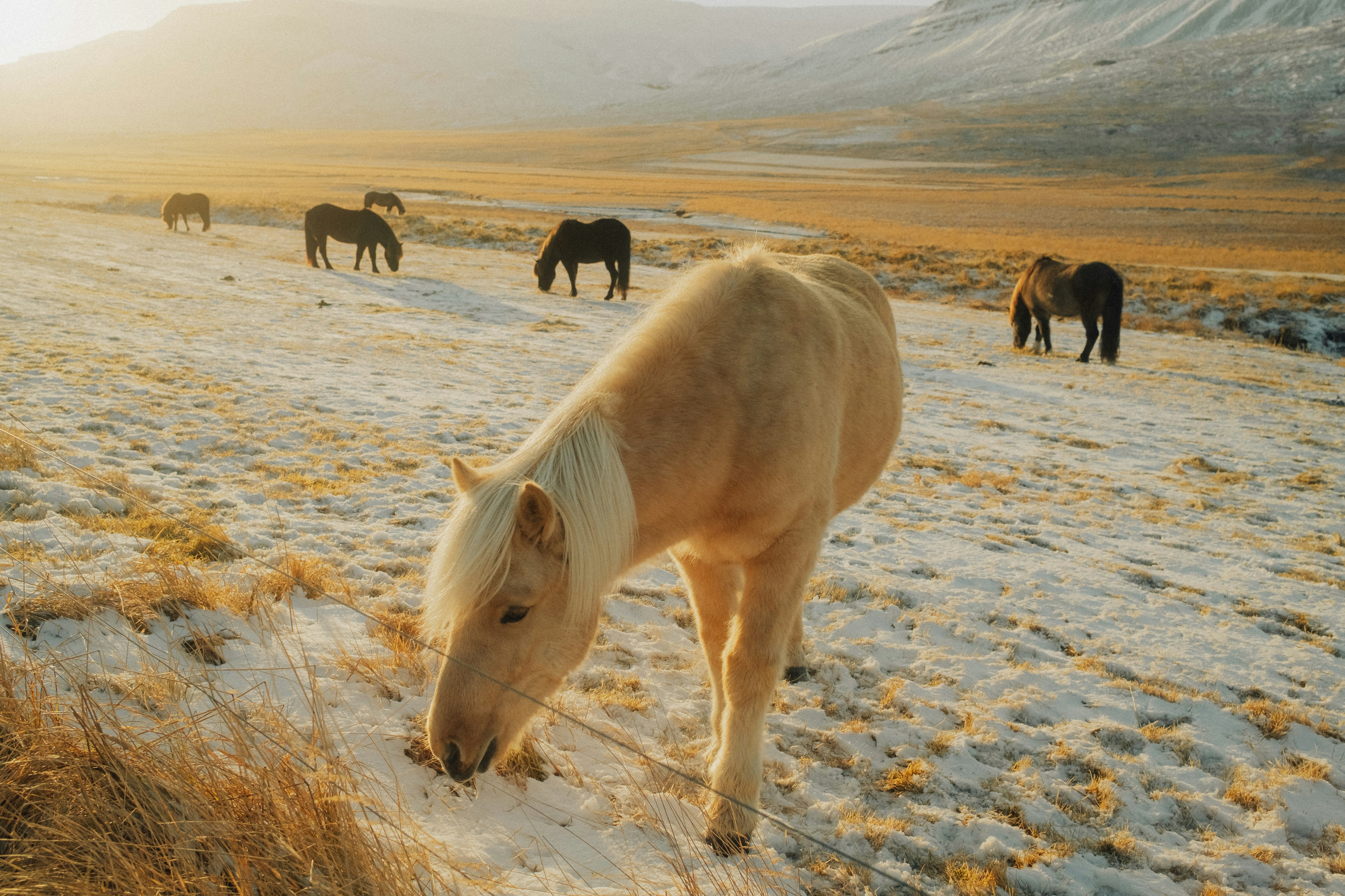 A pale horse grazing in a snowy field with other horses in the distance
