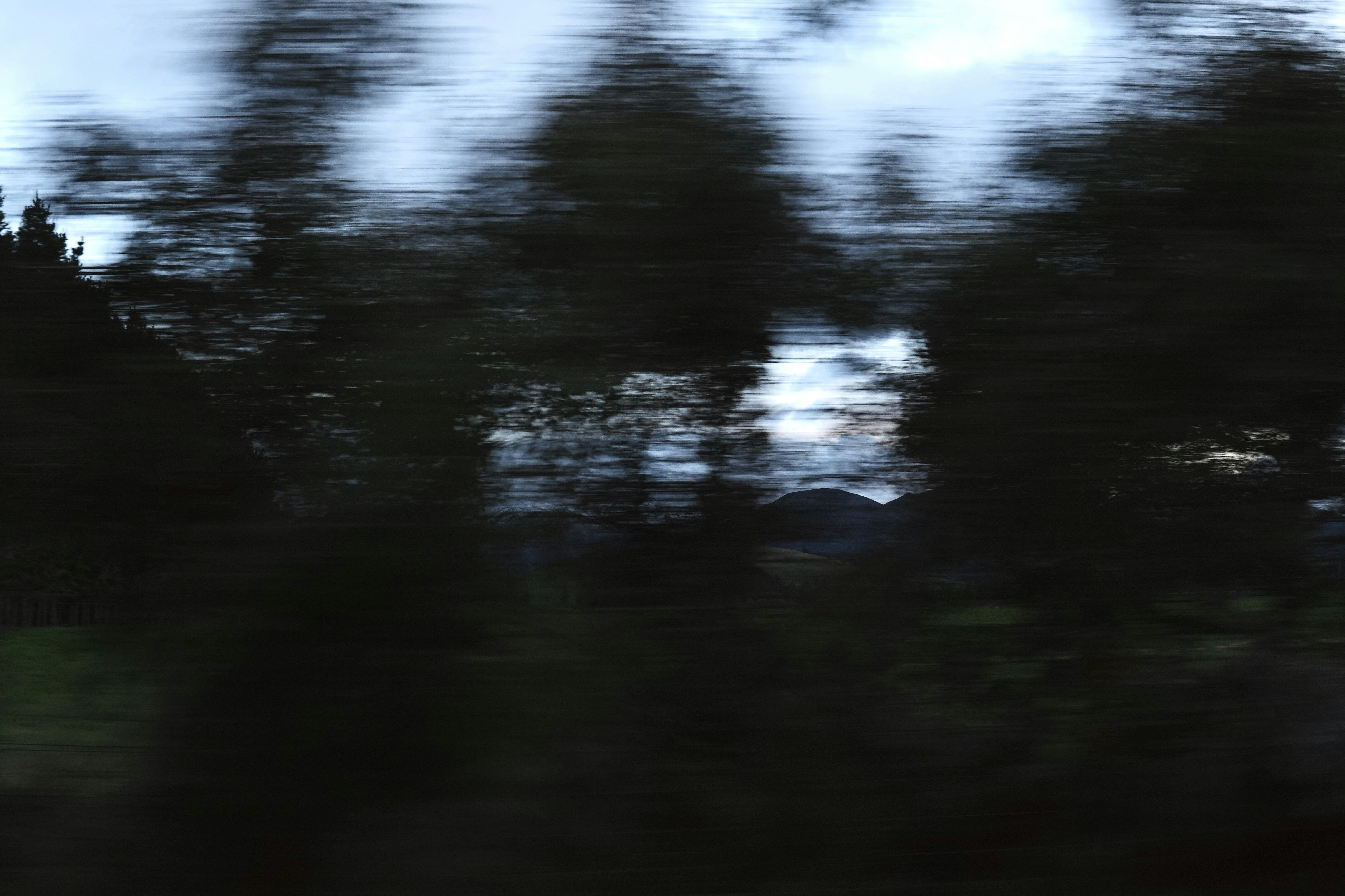 Blurred Horizon: A Hazy Forest in Motion