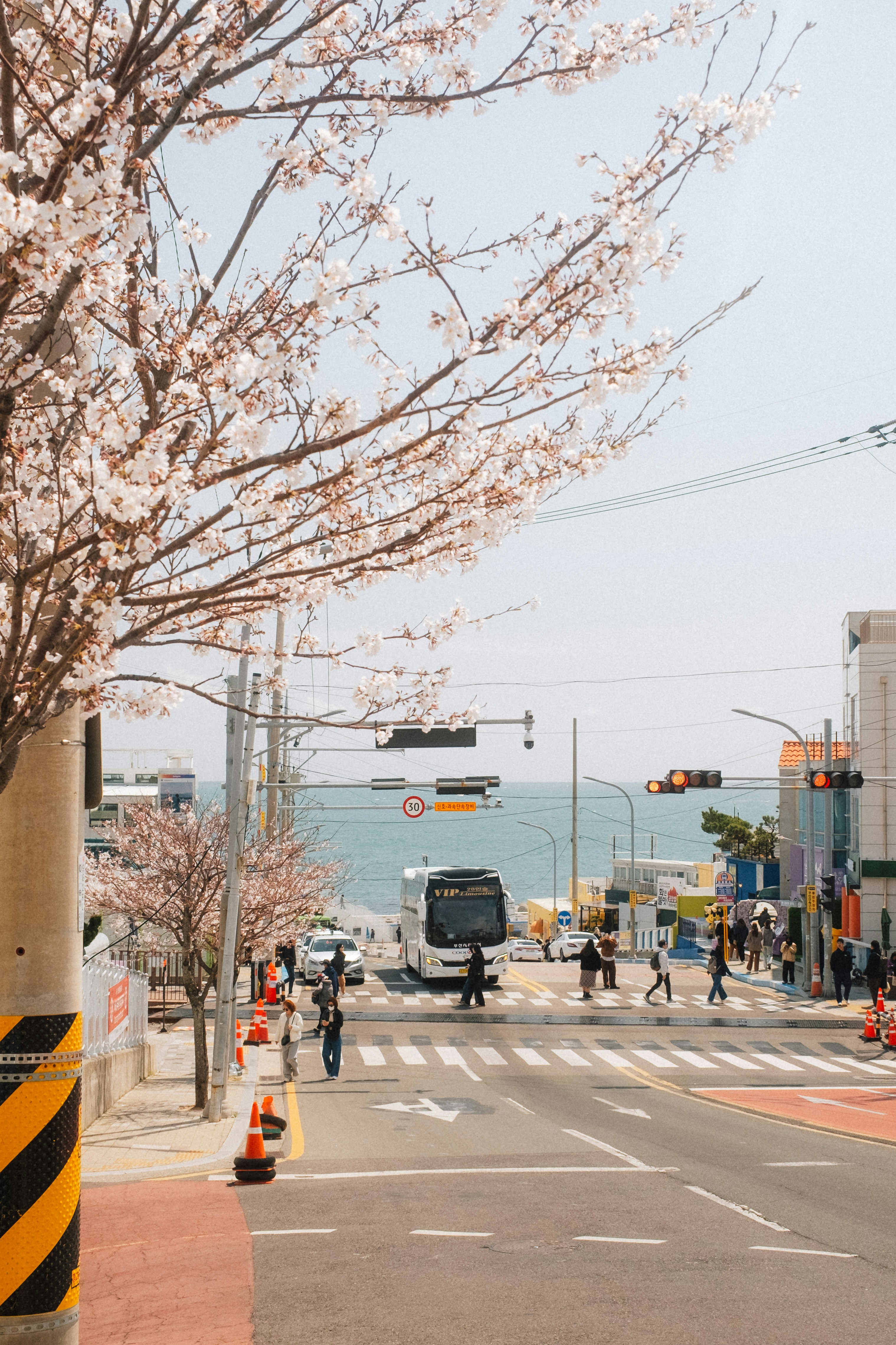 Cherry Boulevard Crossing: Pedestrians and Buses under Spring Blossoms