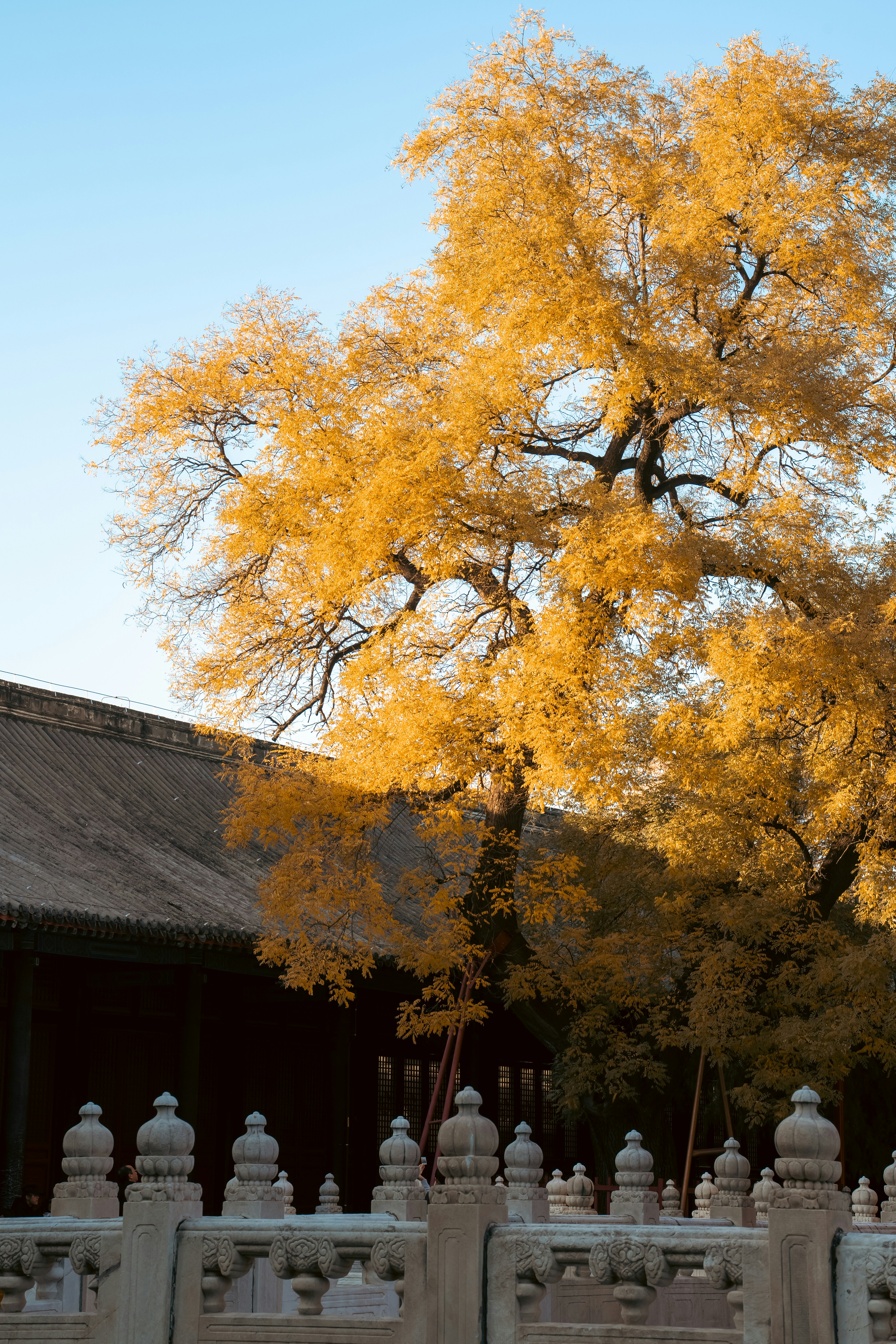 Golden Canopy Over Harmony Court