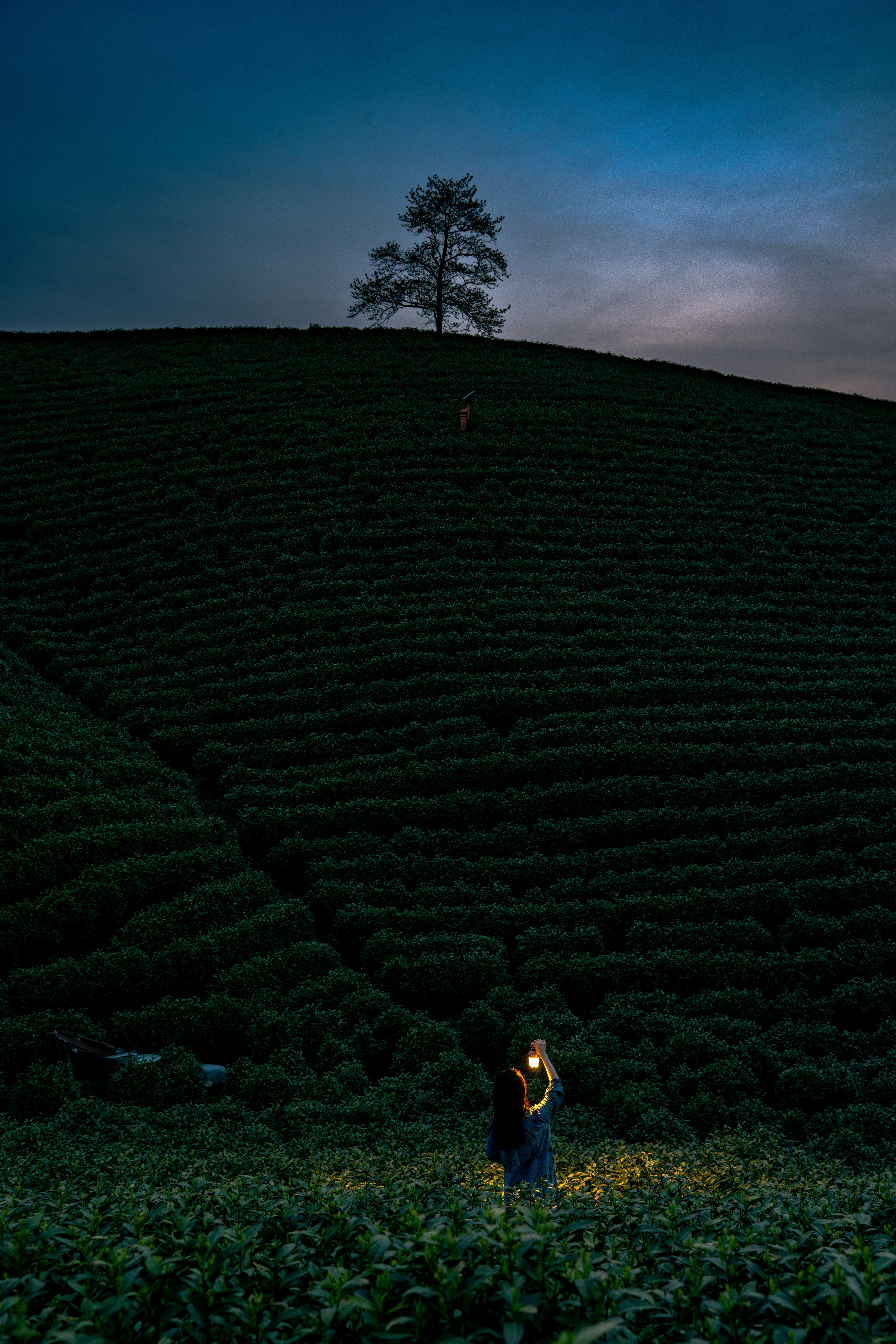 Lone Tree on the Veiled Hill