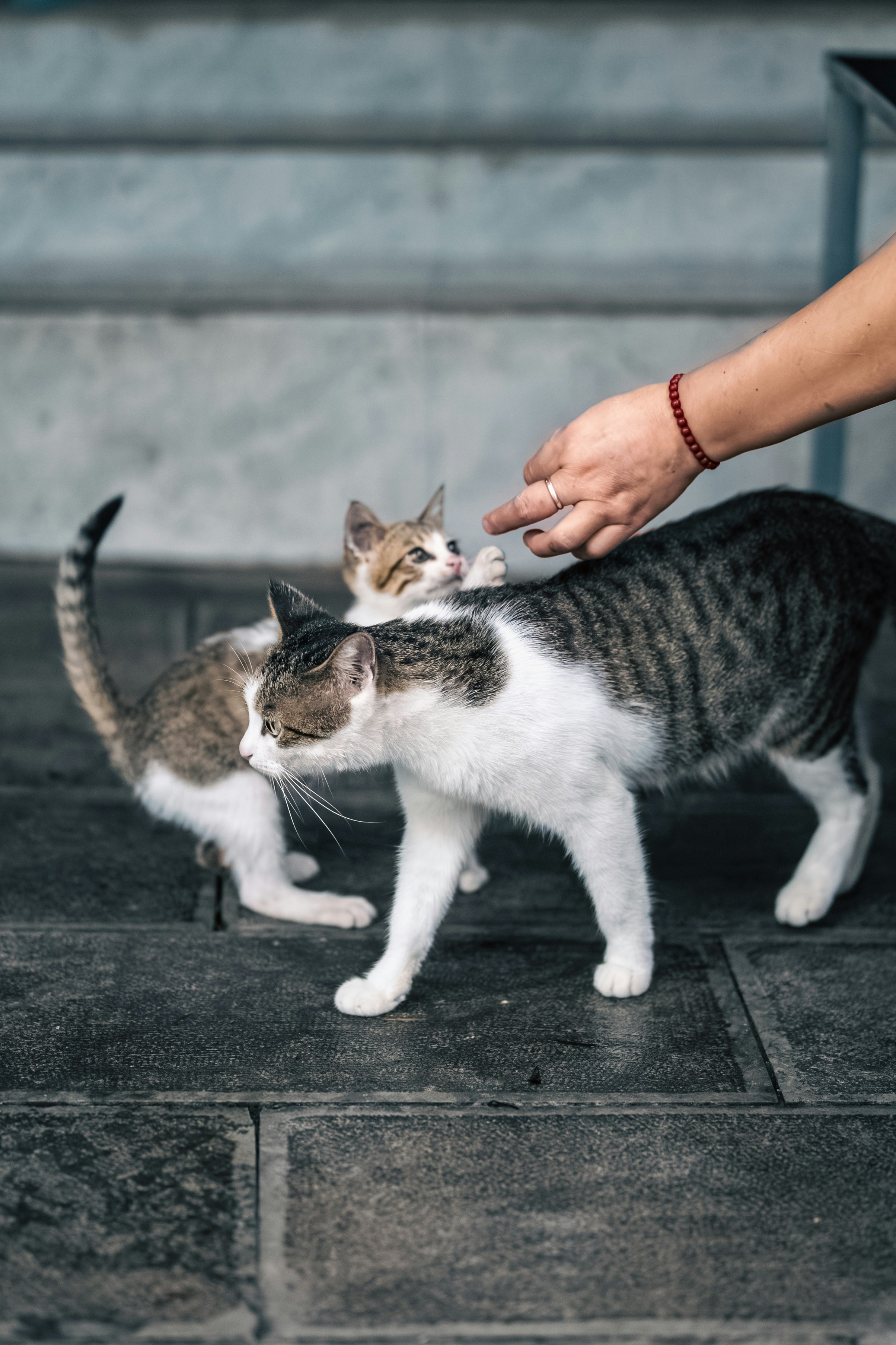 Playful Pause: The Staged Moment Between Hand and Curiosity