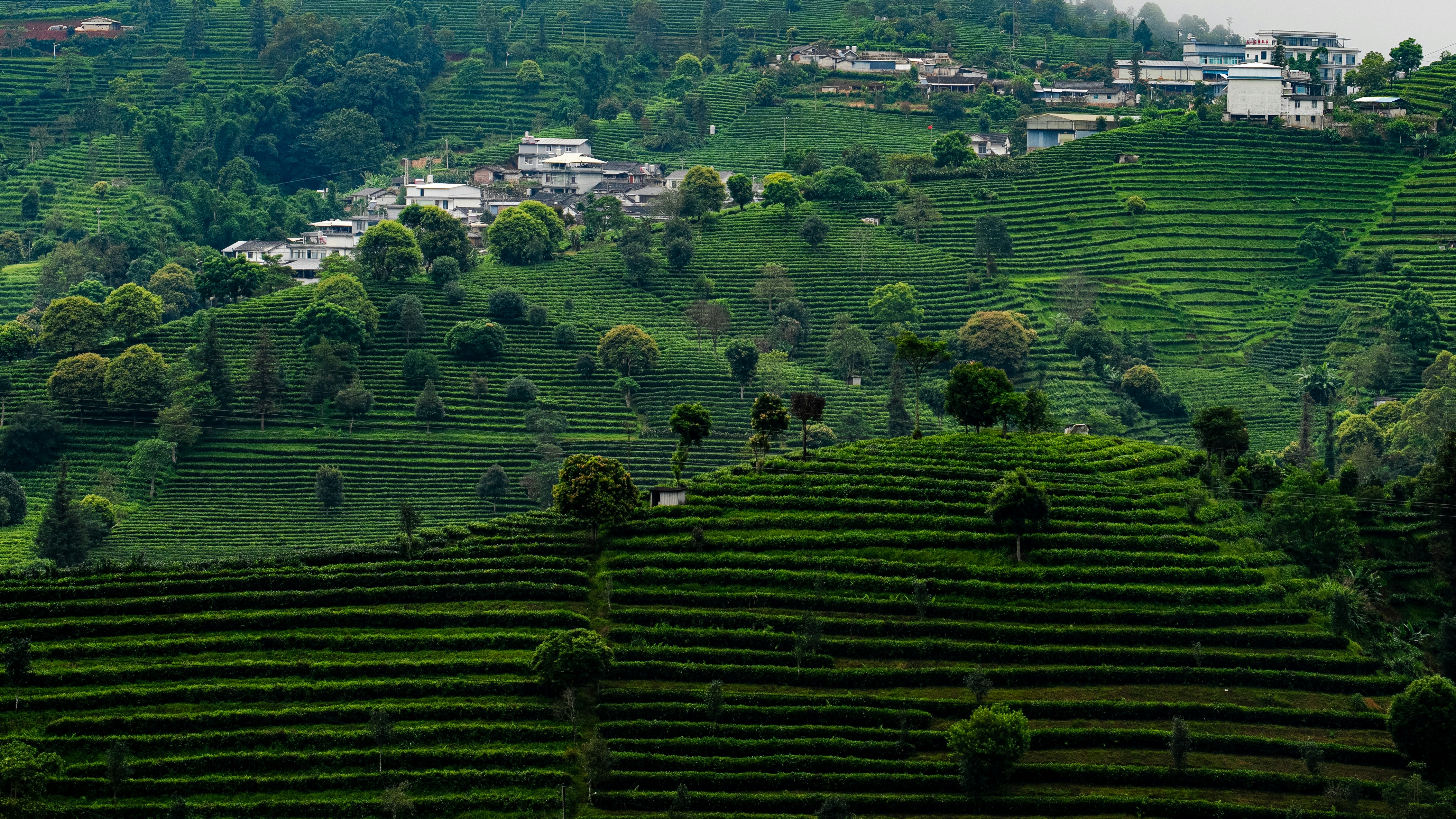 Terraced Green Ribbons under a Quiet Village Sky