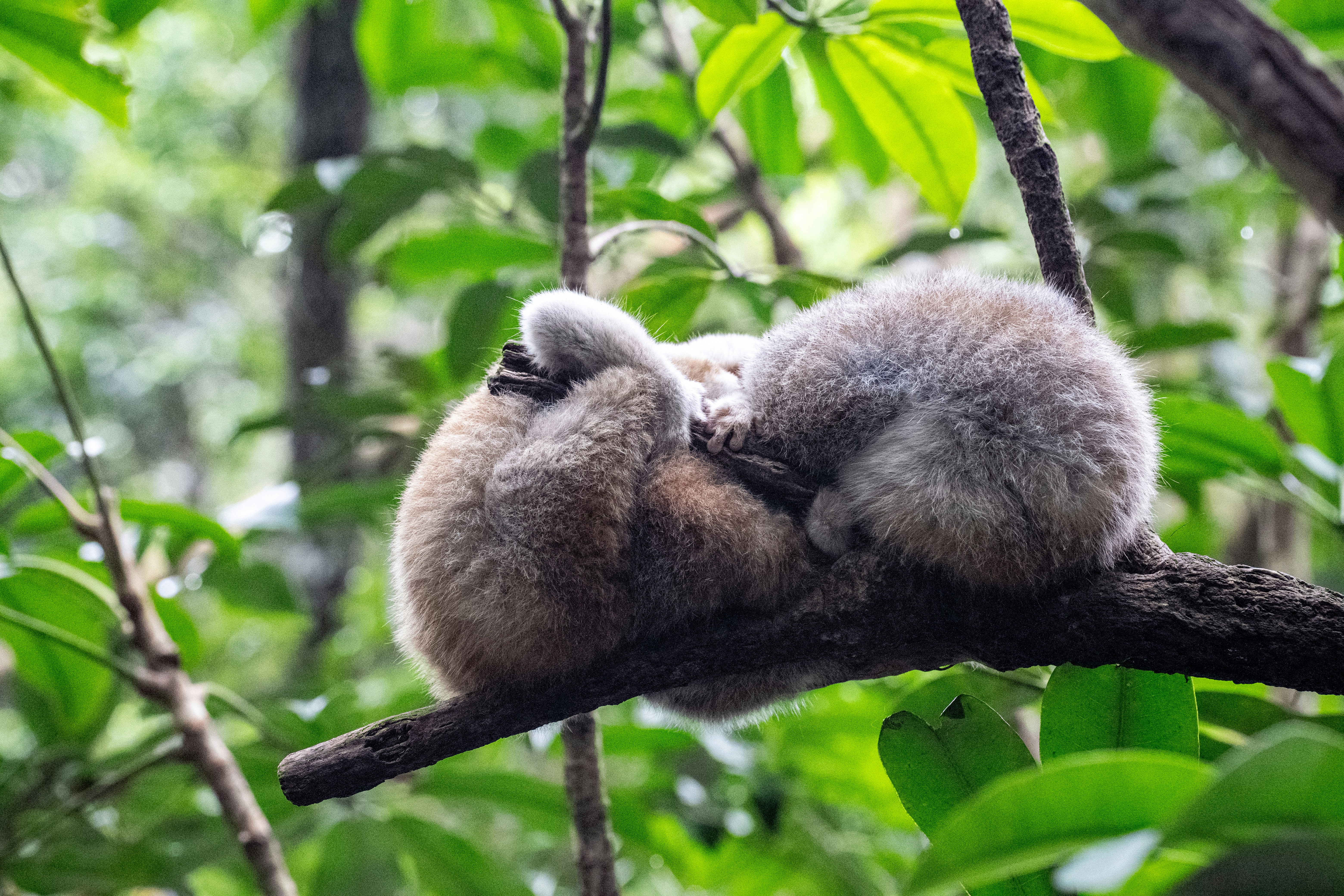 Cozy Moment: Resting Koalas on a Lichen-Speckled Branch