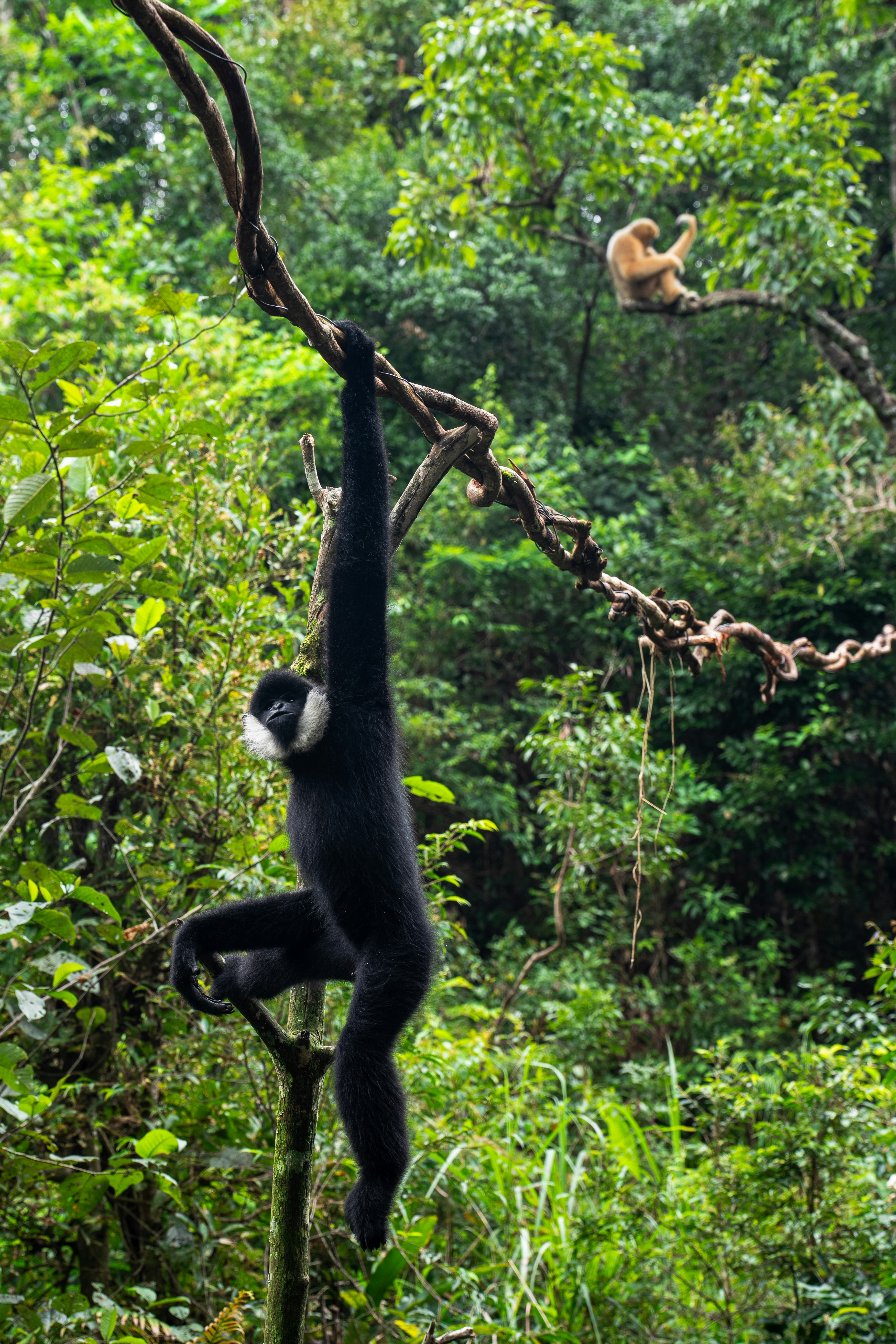 Black-and-White Gibbon Climbing Uprooted Vines in Lush Green Canopy