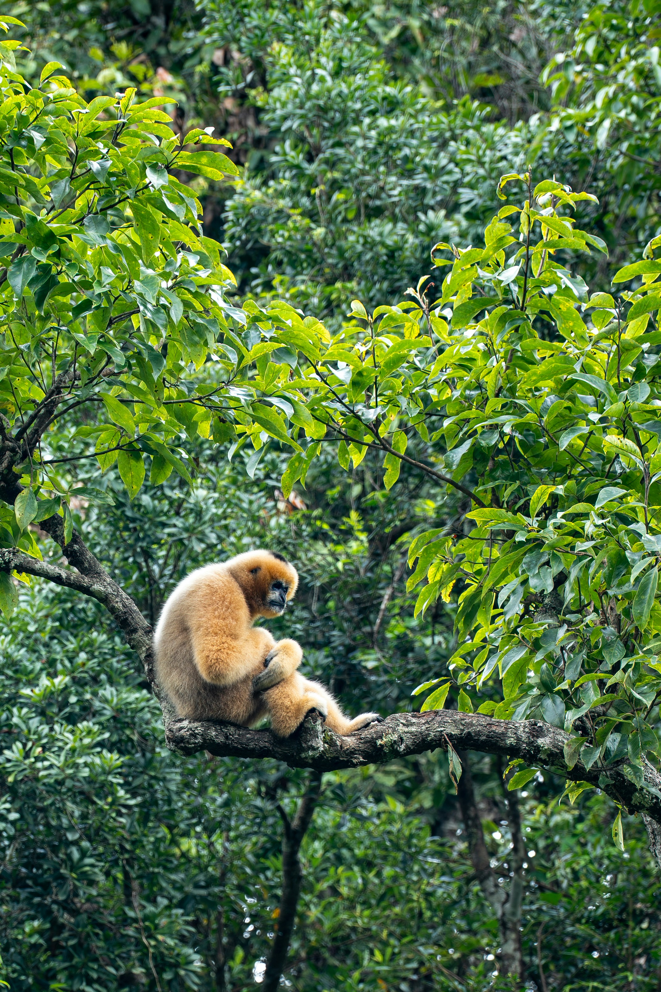 Golden Monkey on a Quiet Branch: A Moment Among Green Canopy