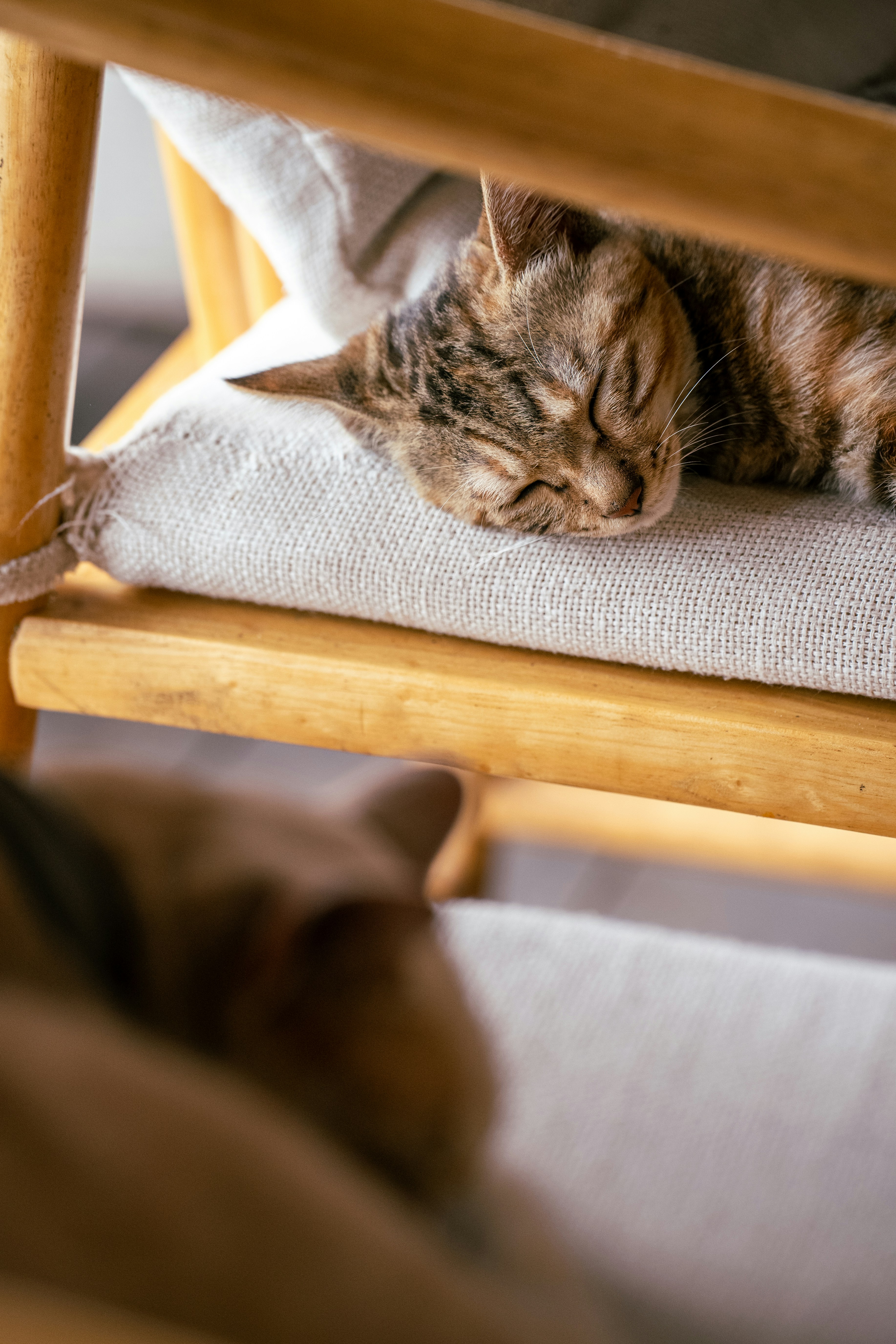 Sunlit Slumber Under a Wooden Frame