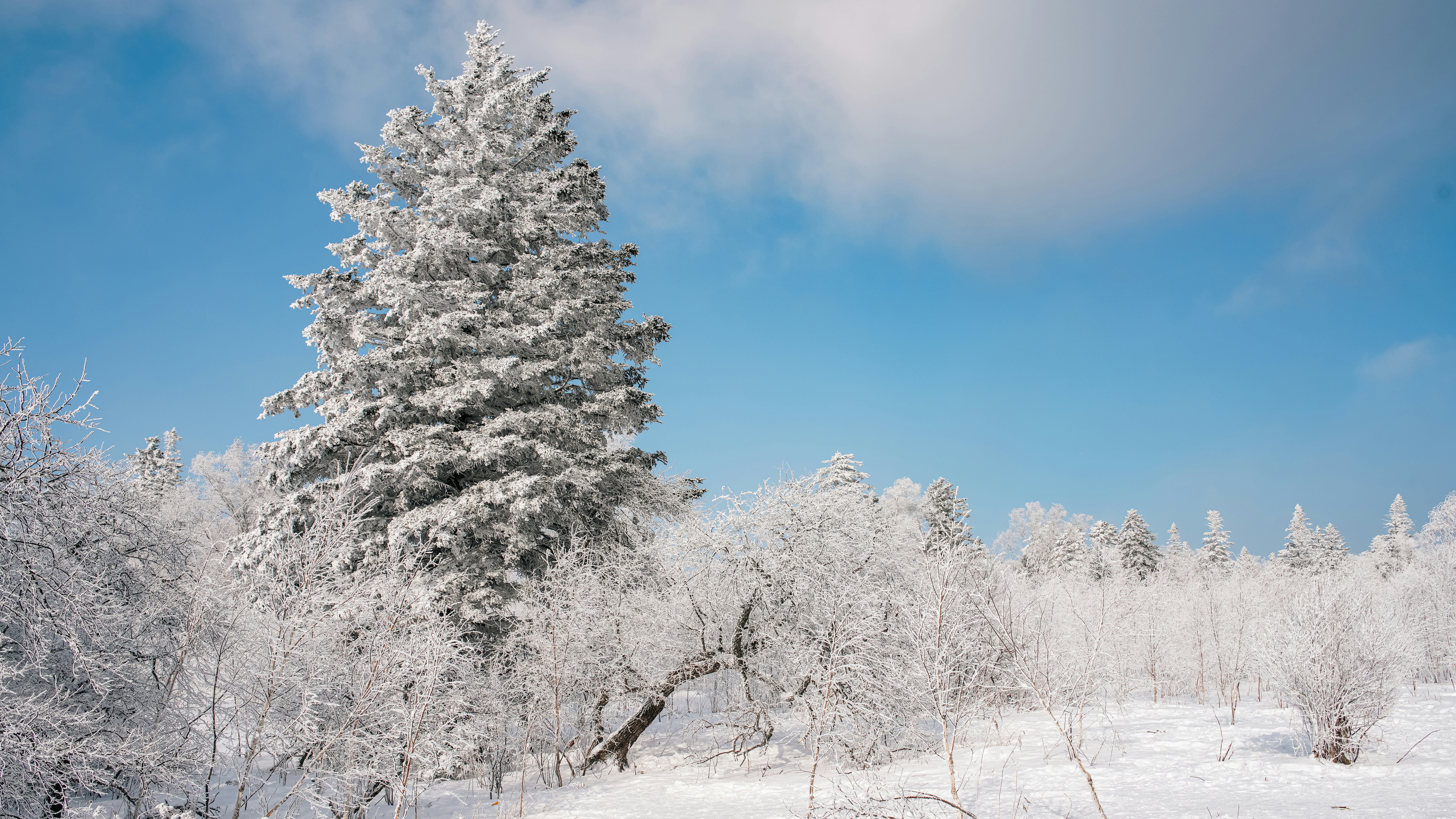Winter Sentinel: A Snow-Covered Pine Reaches Toward a Clear Blue Sky