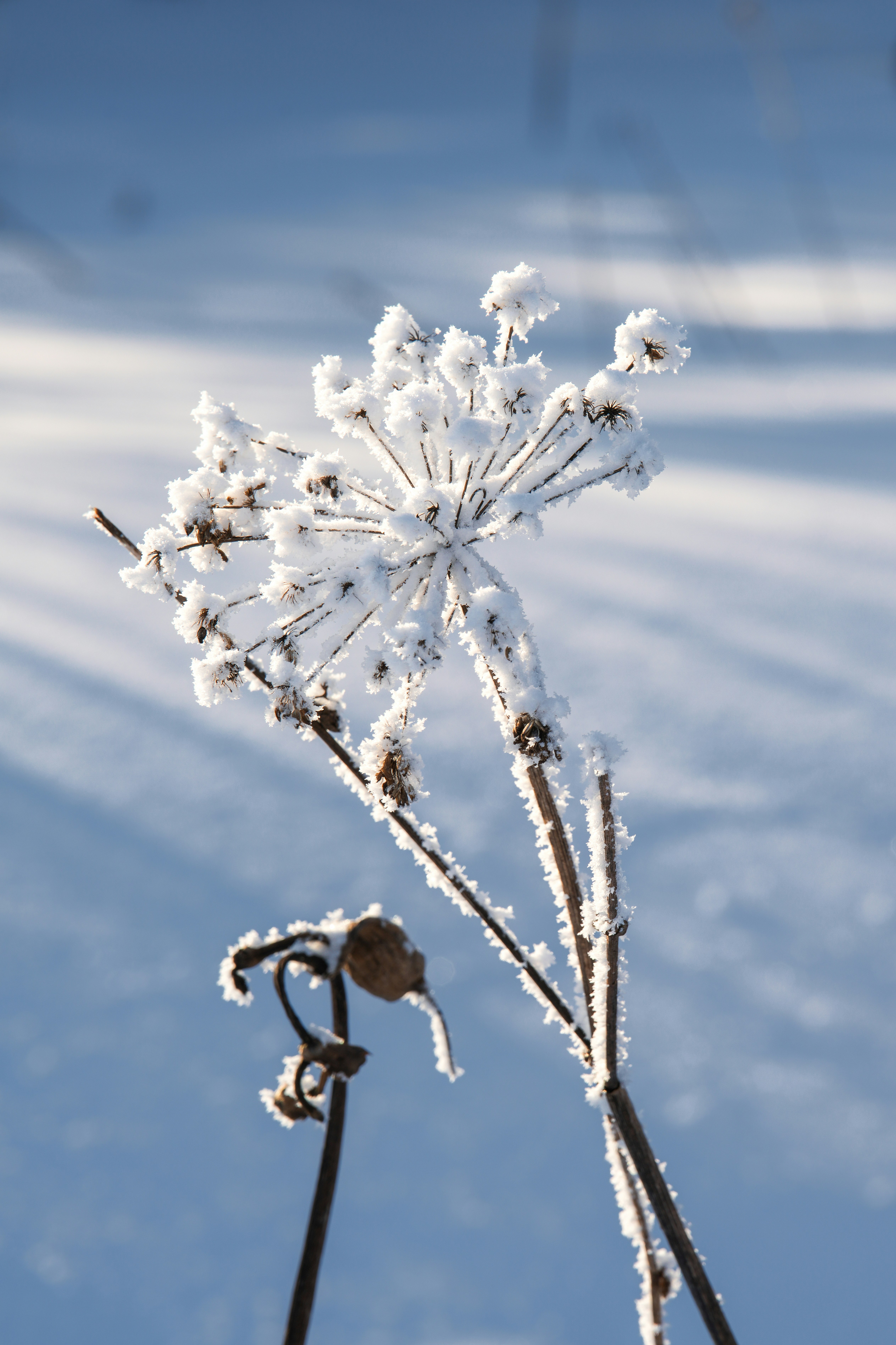 Frost-Crowned Seed Heads Reaching Towards a Blue Winter Light