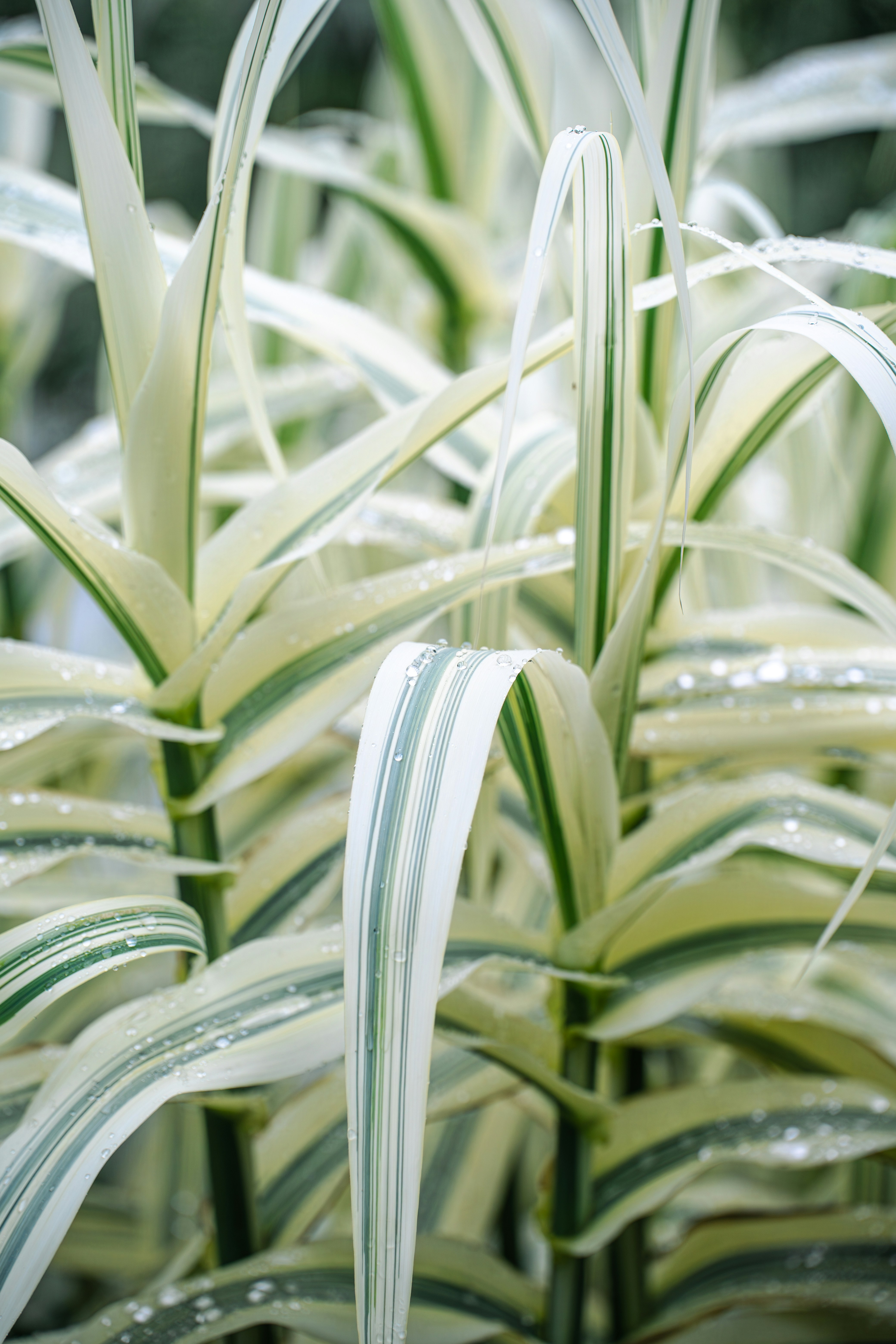 Stripes in the Green: a Quiet Dance of Variegated Leaves