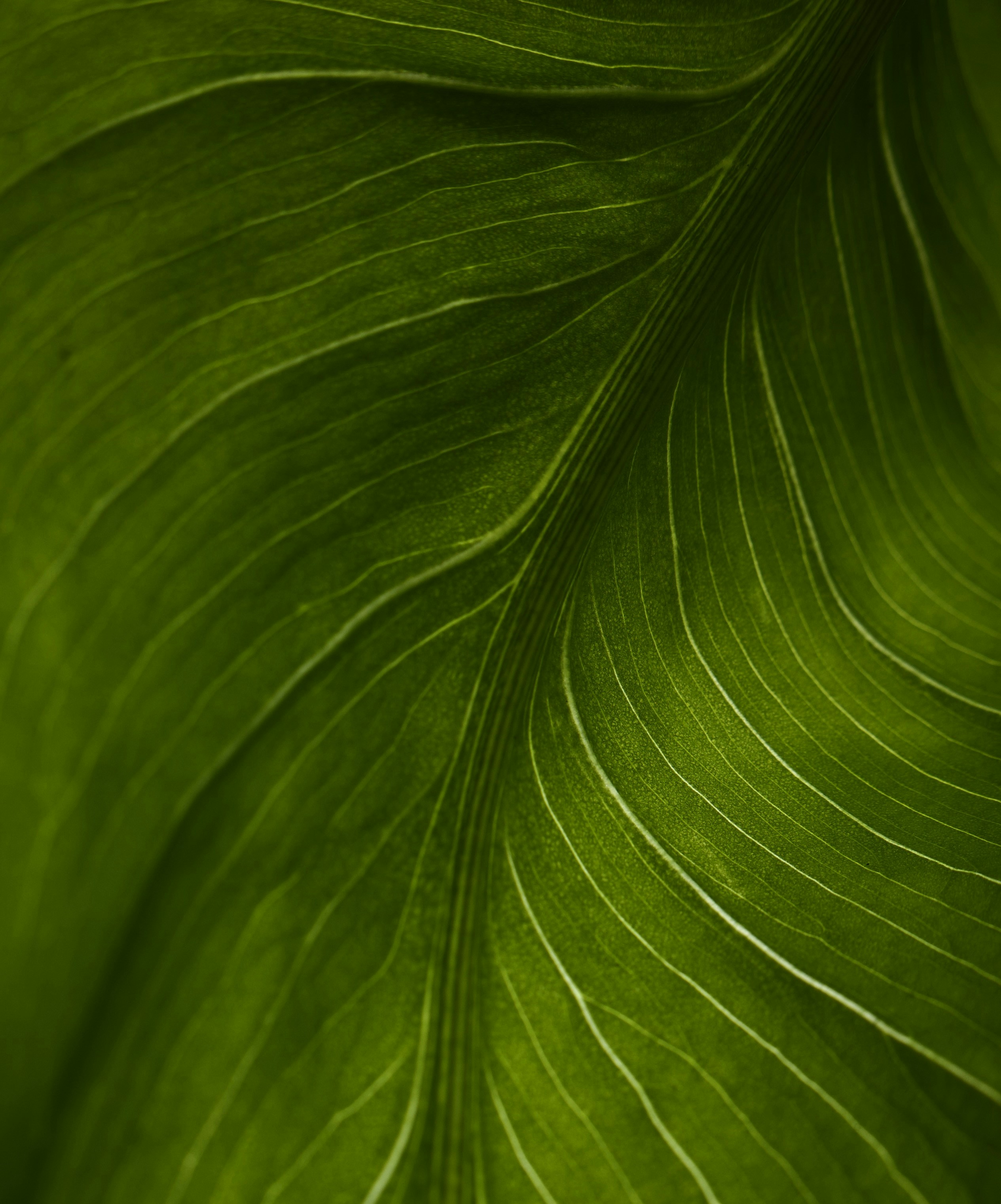 Green Veinscape: A Macro Study of Leaf Curves and Light