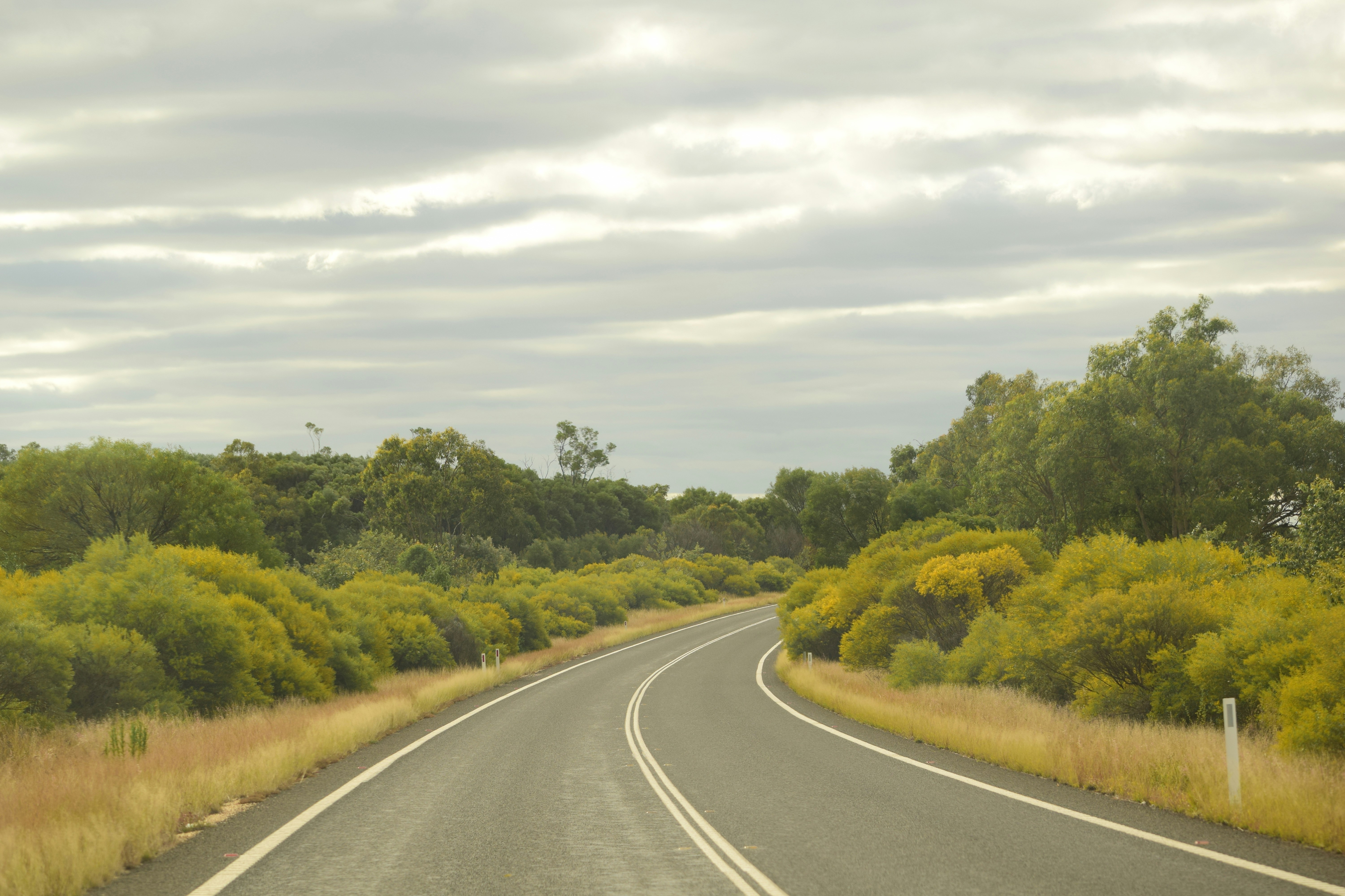 Open Road Ahead: A Quiet Drive Through Golden Shrubland