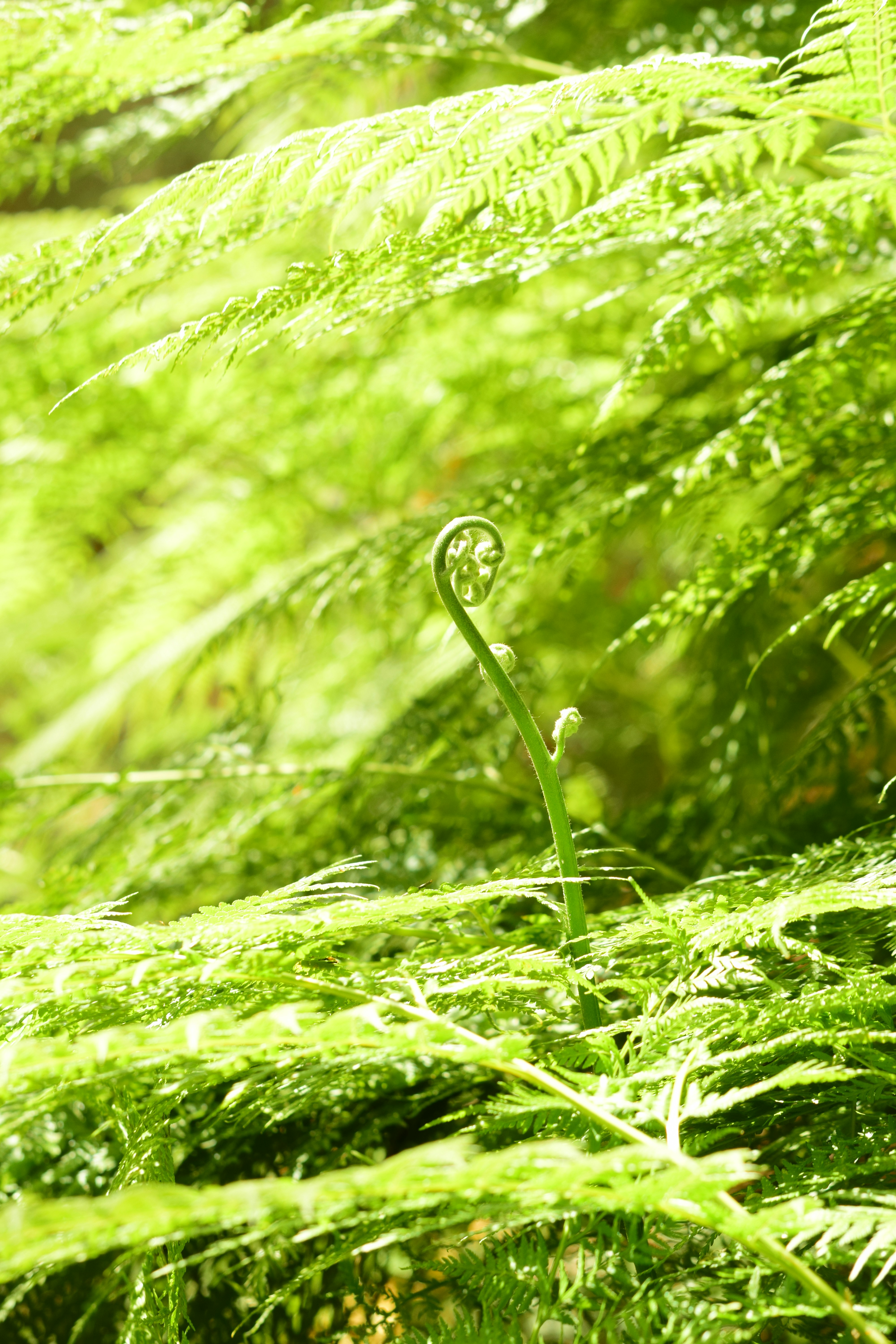 Coiled Fern Frond Rising Through Sunlit Fronds
