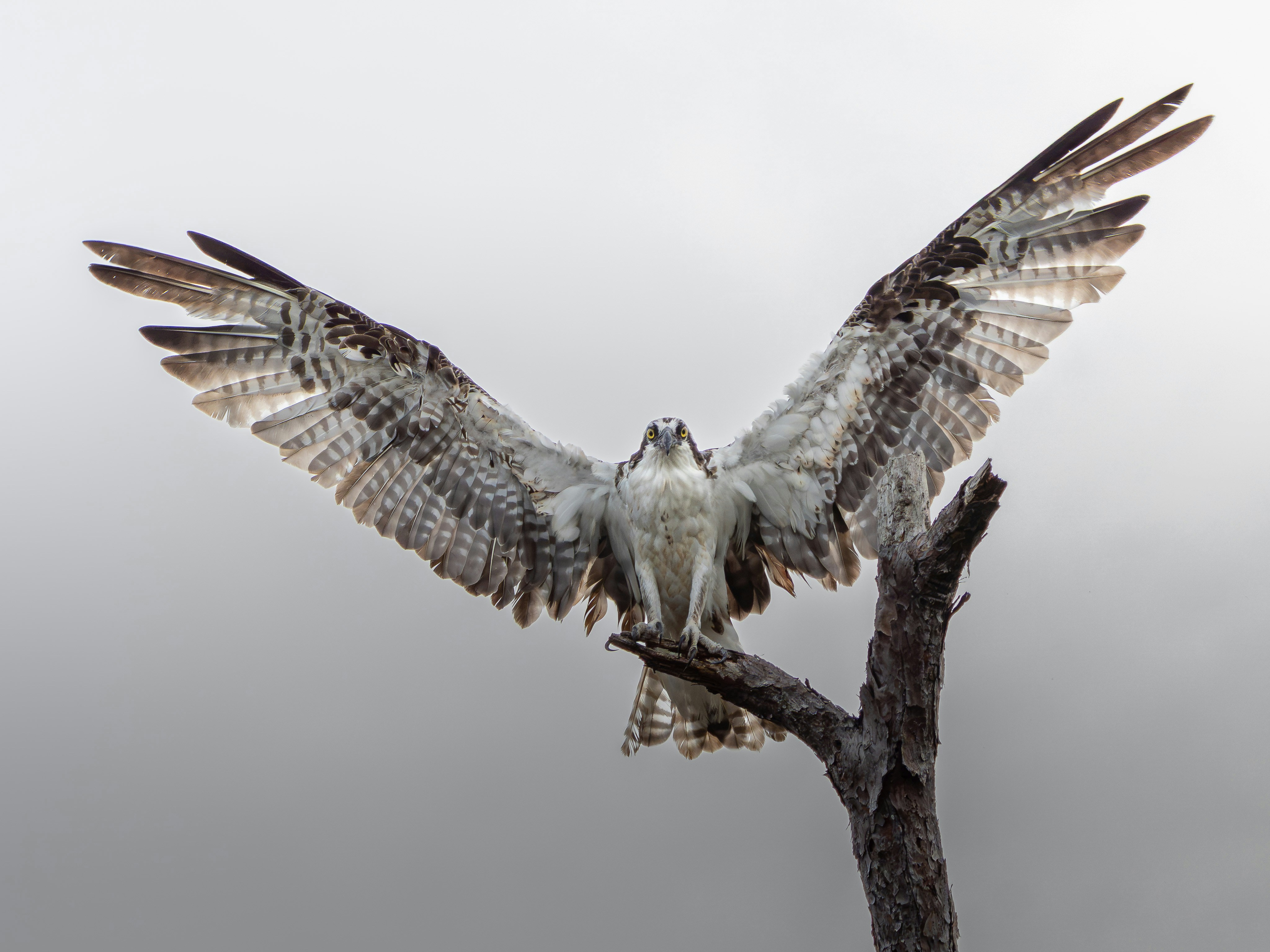 Winged Standoff: A Harrier Perched with Wings Full Spread