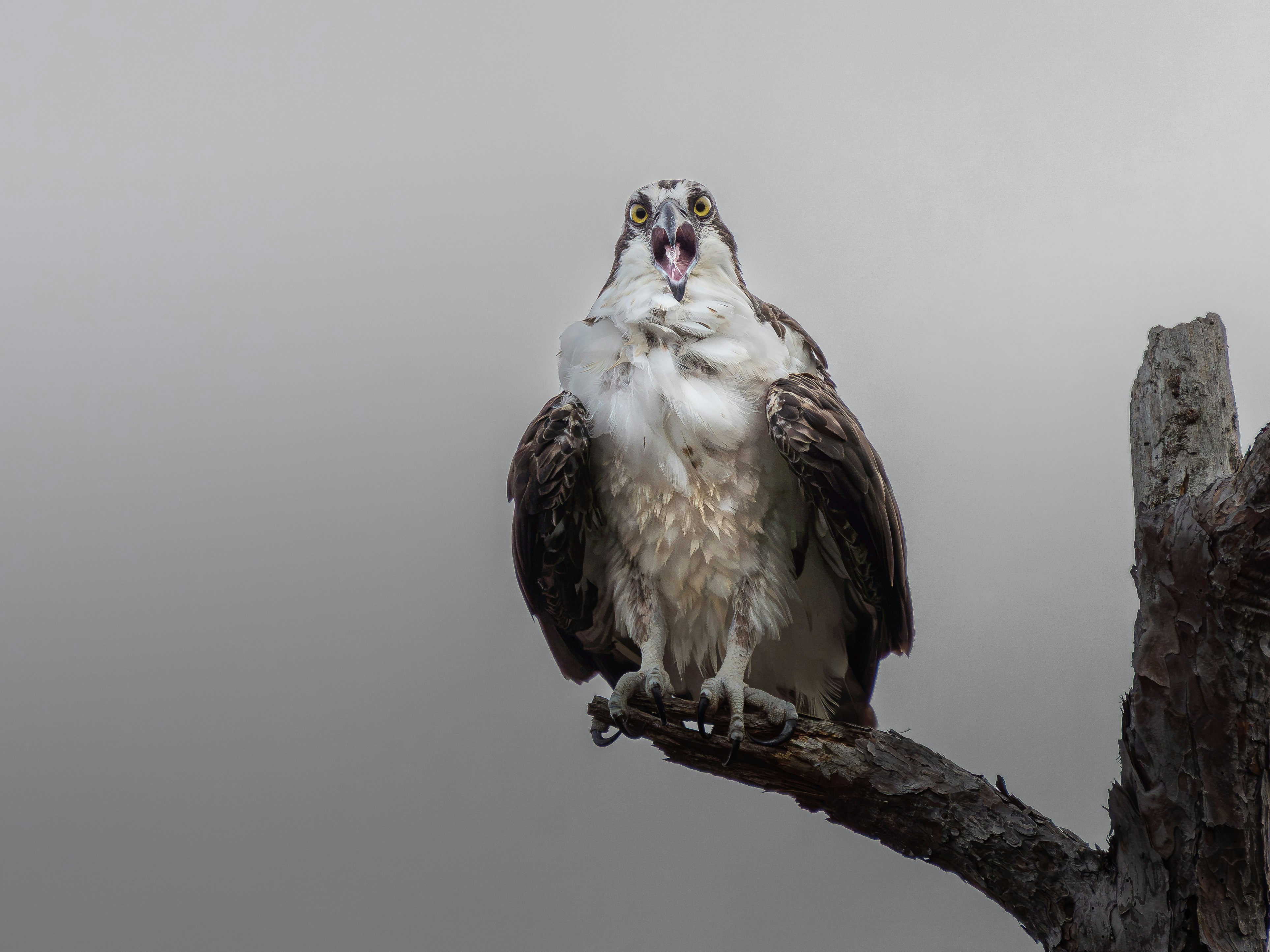 Wide-eyed Raptors: A Peregrine-esque Owl on a Weathered Branch