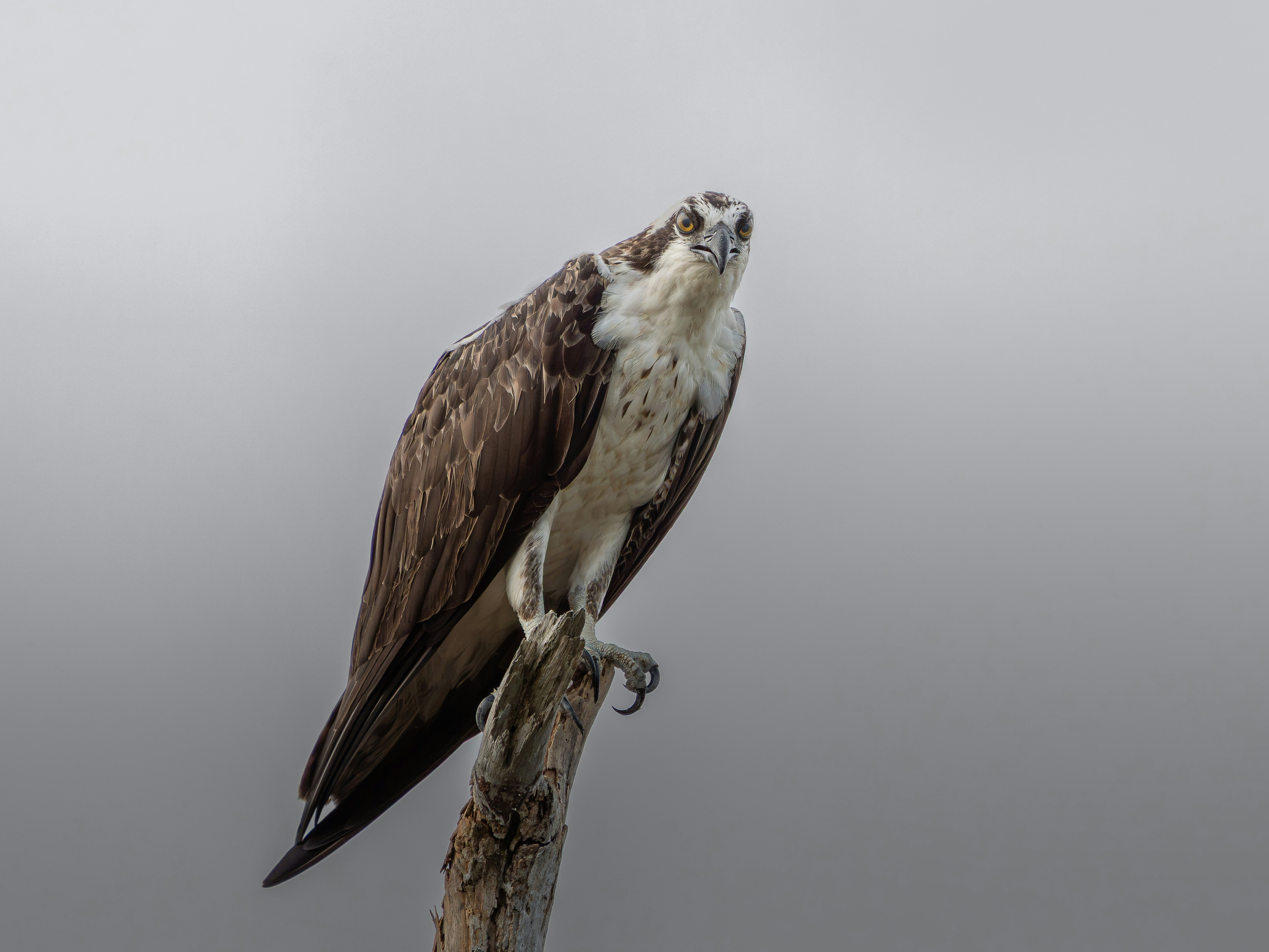 Standfast on a Weathered Post: A Hawk’s Alert Gaze