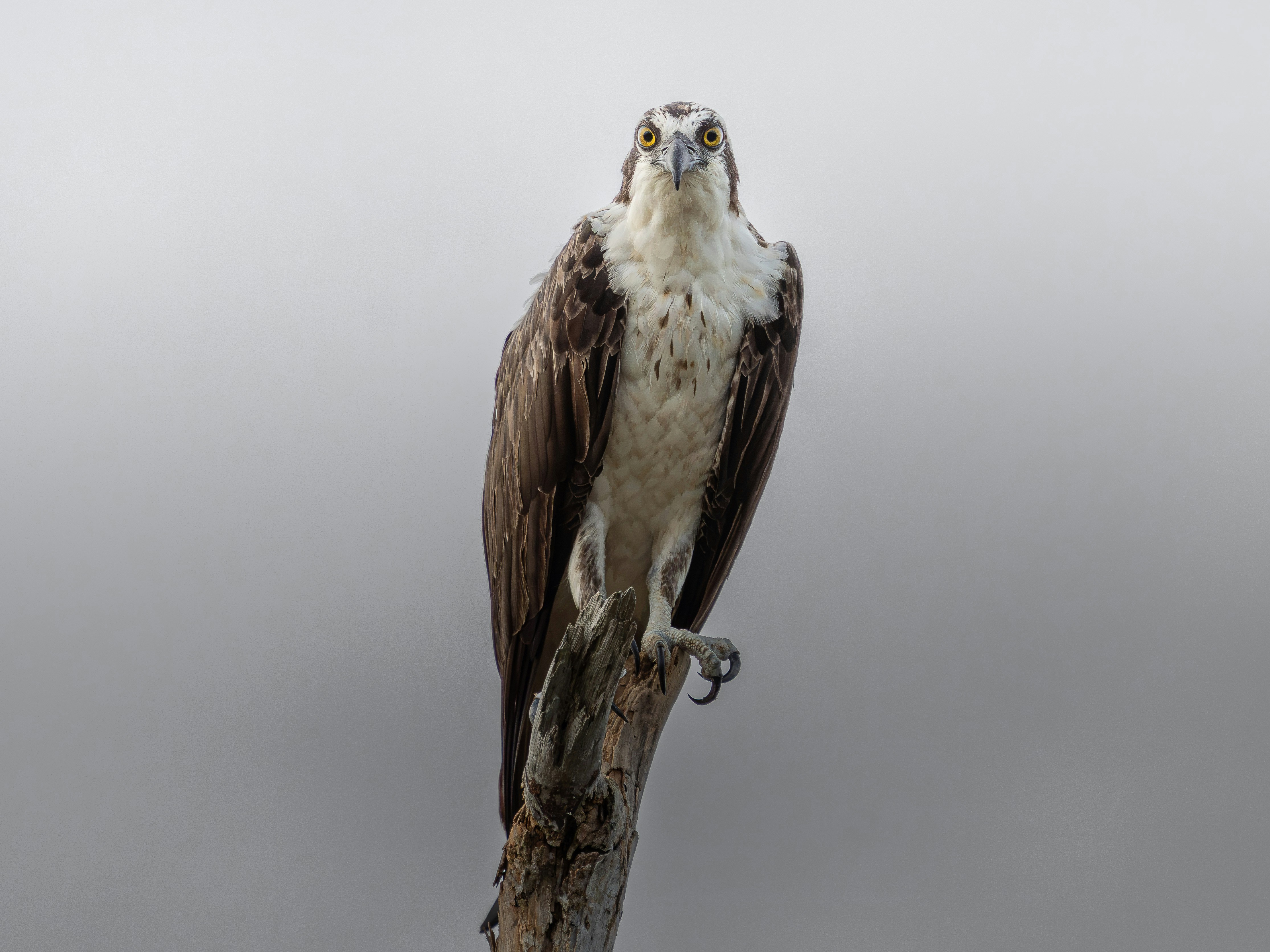 Piercing Gaze: Peregrine perched on weathered stump
