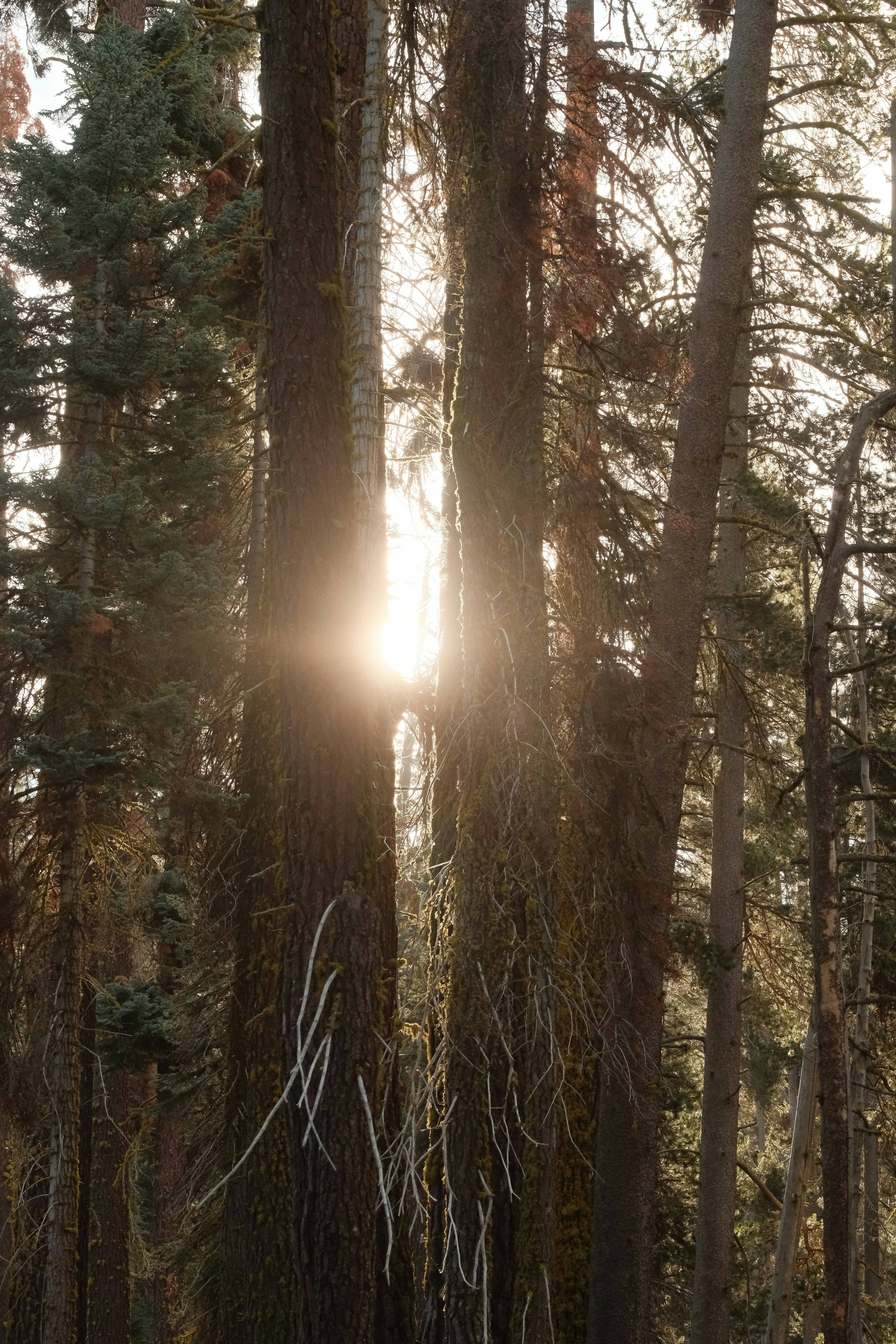 Sunlit Gaps Between Pines
