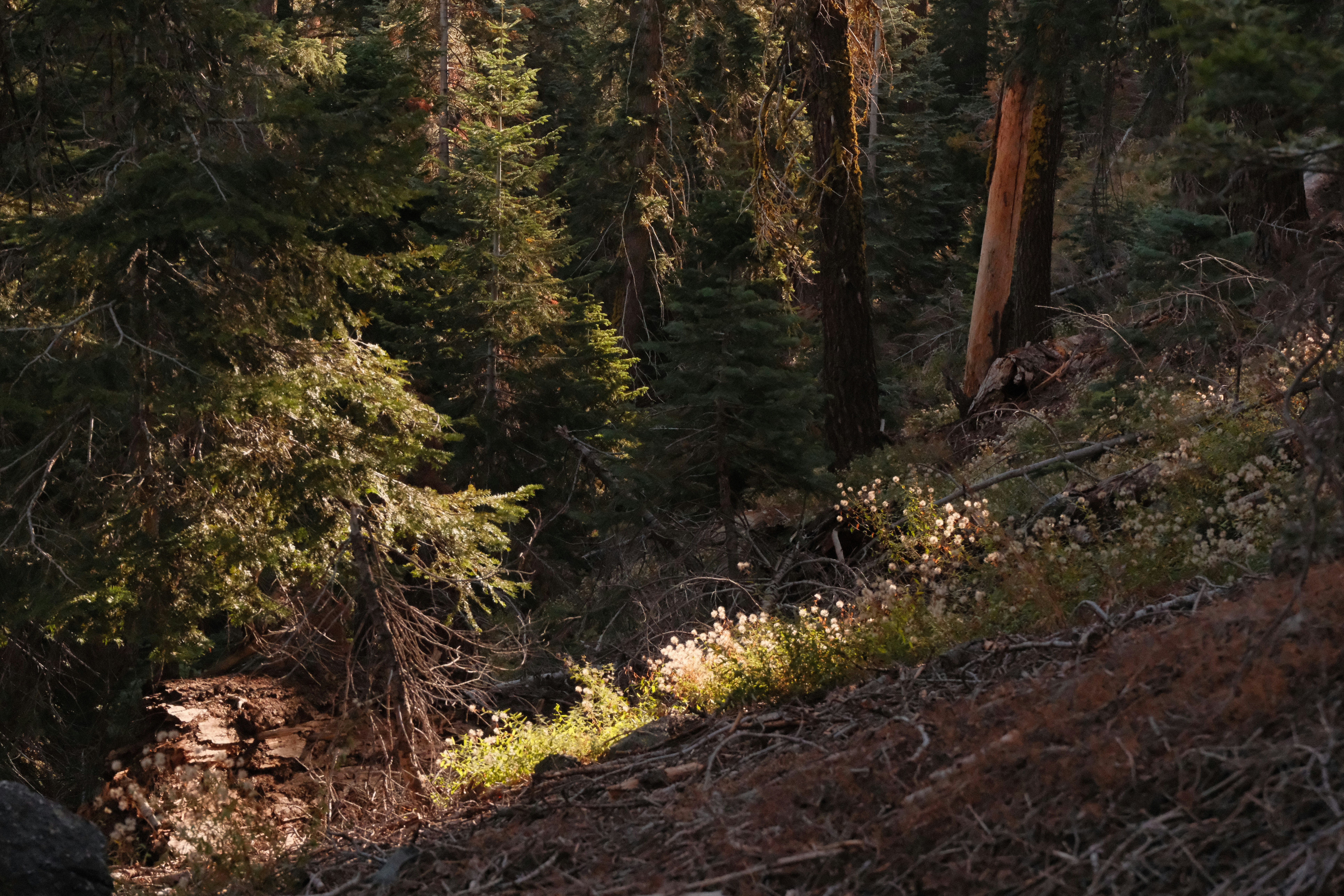 Sunlit Understory Crest Between Pines