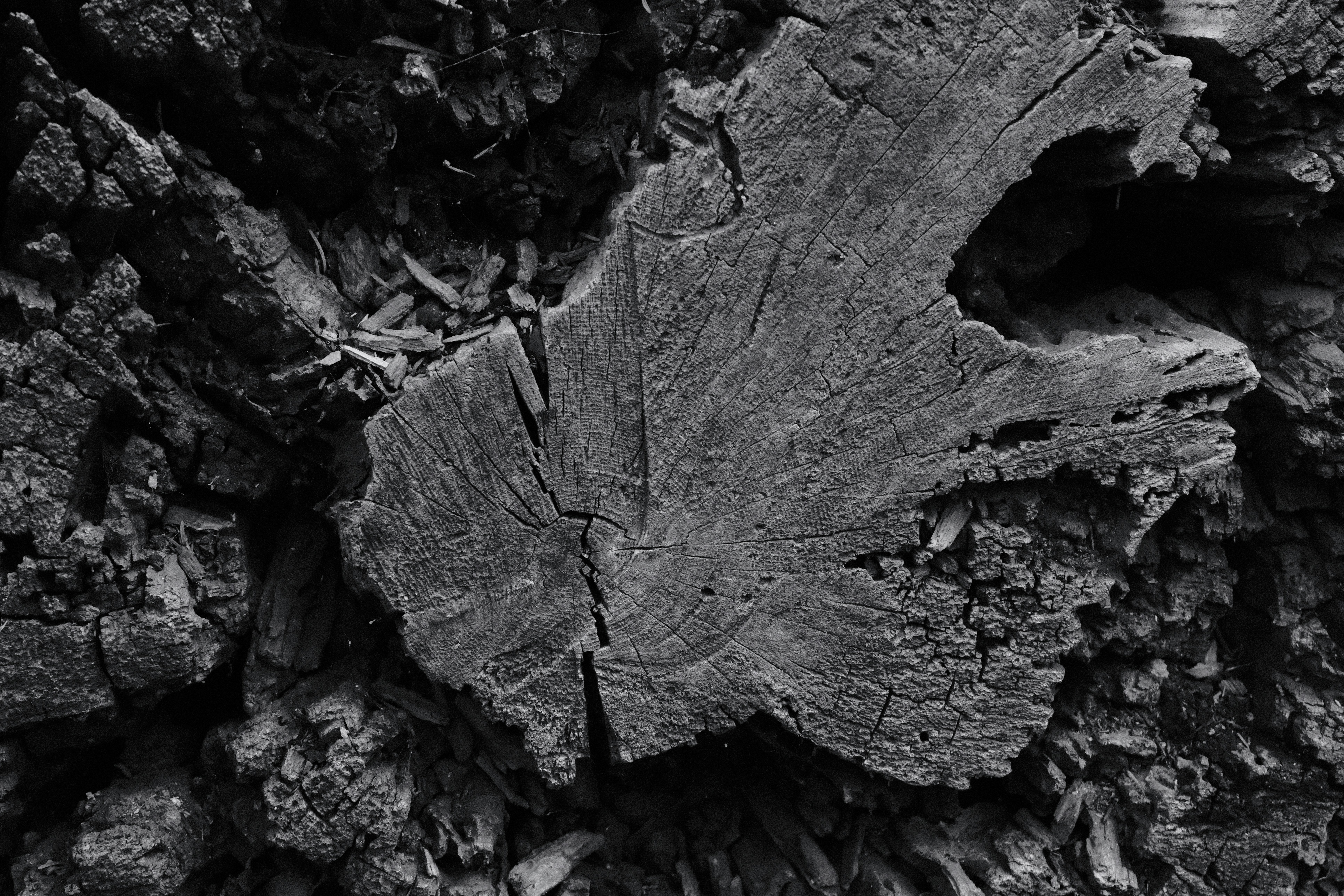 Weathered Ring-Cross: A Close-Up of Time-Carved Wood Texture