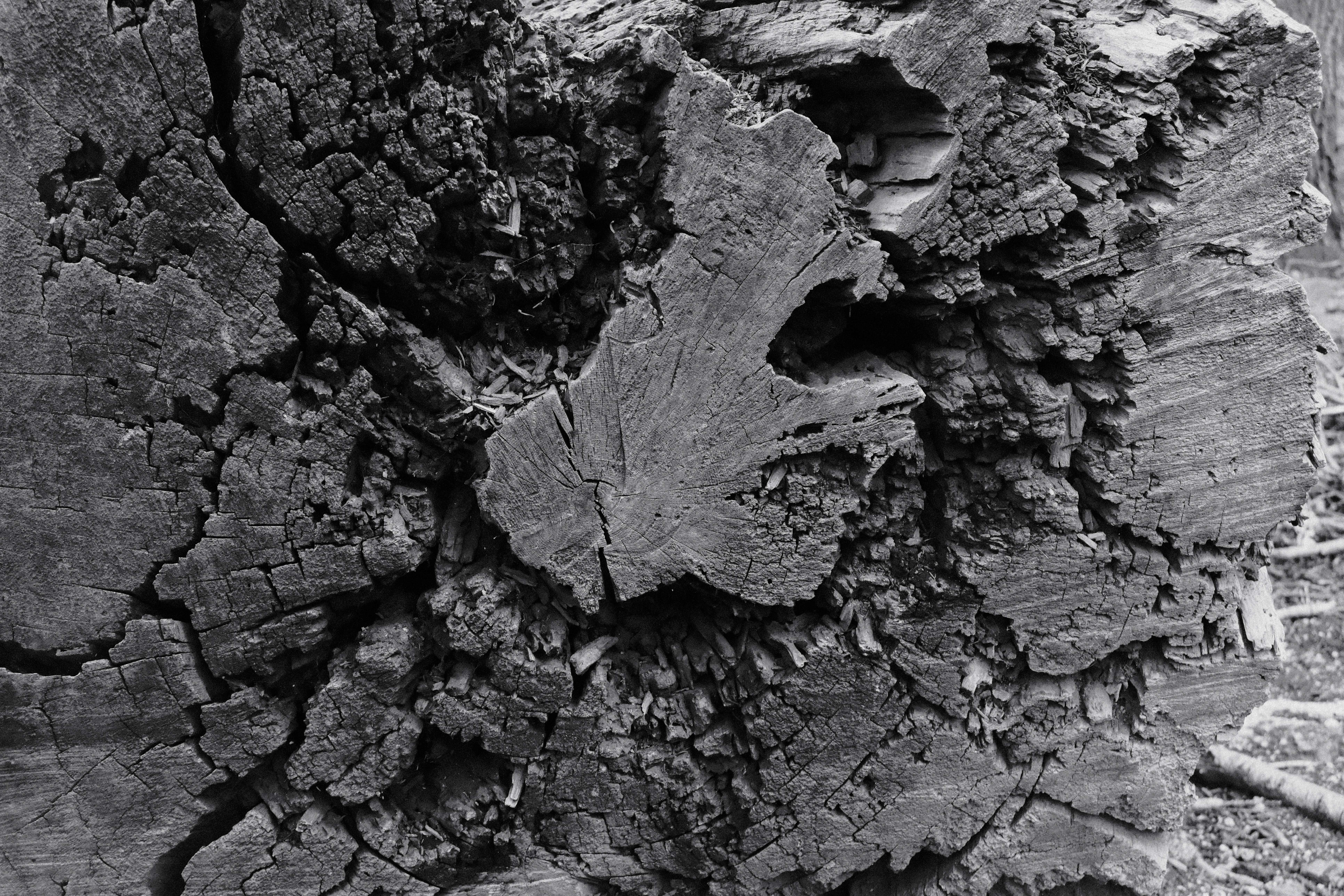 Cracked Texture: A Weathered Surface in Monochrome