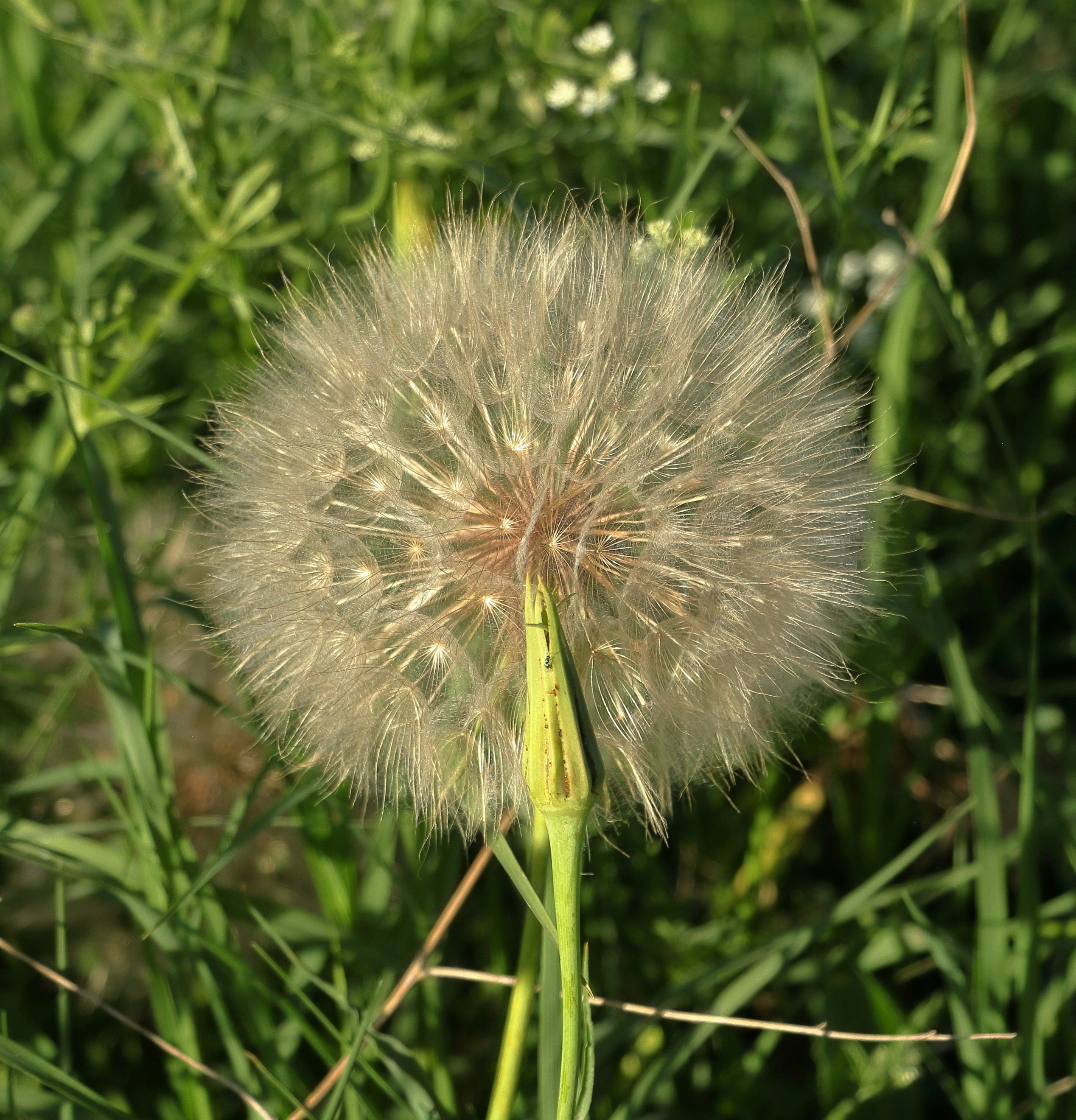 Whispering Seedhead: a sunlit dandelion crown under garden light