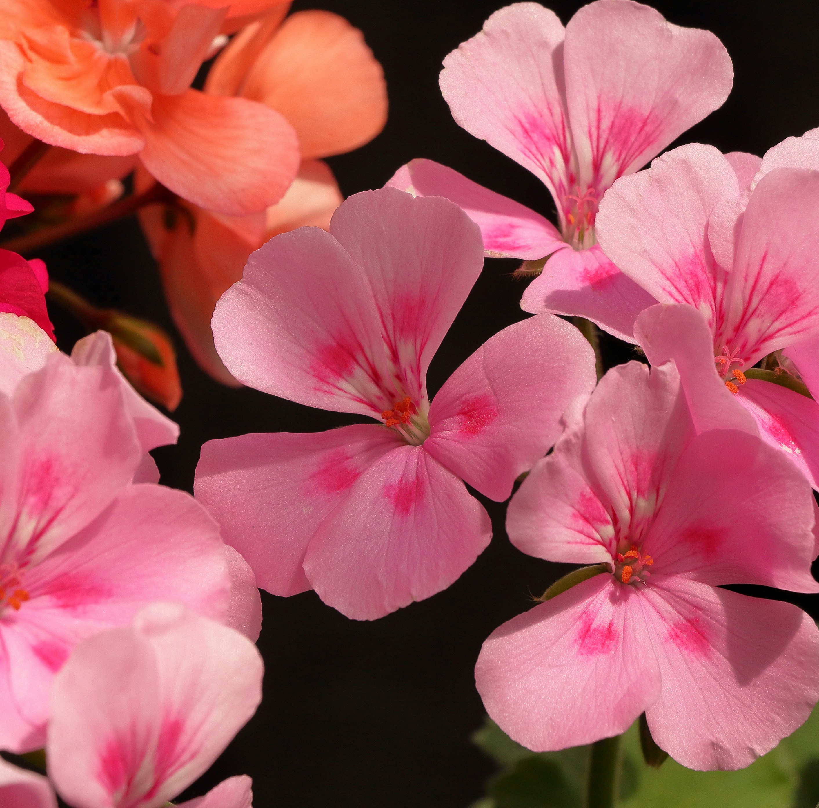 Pink Petal Mosaic: Close-Up of Delicate Geranium-Inspired Blooms