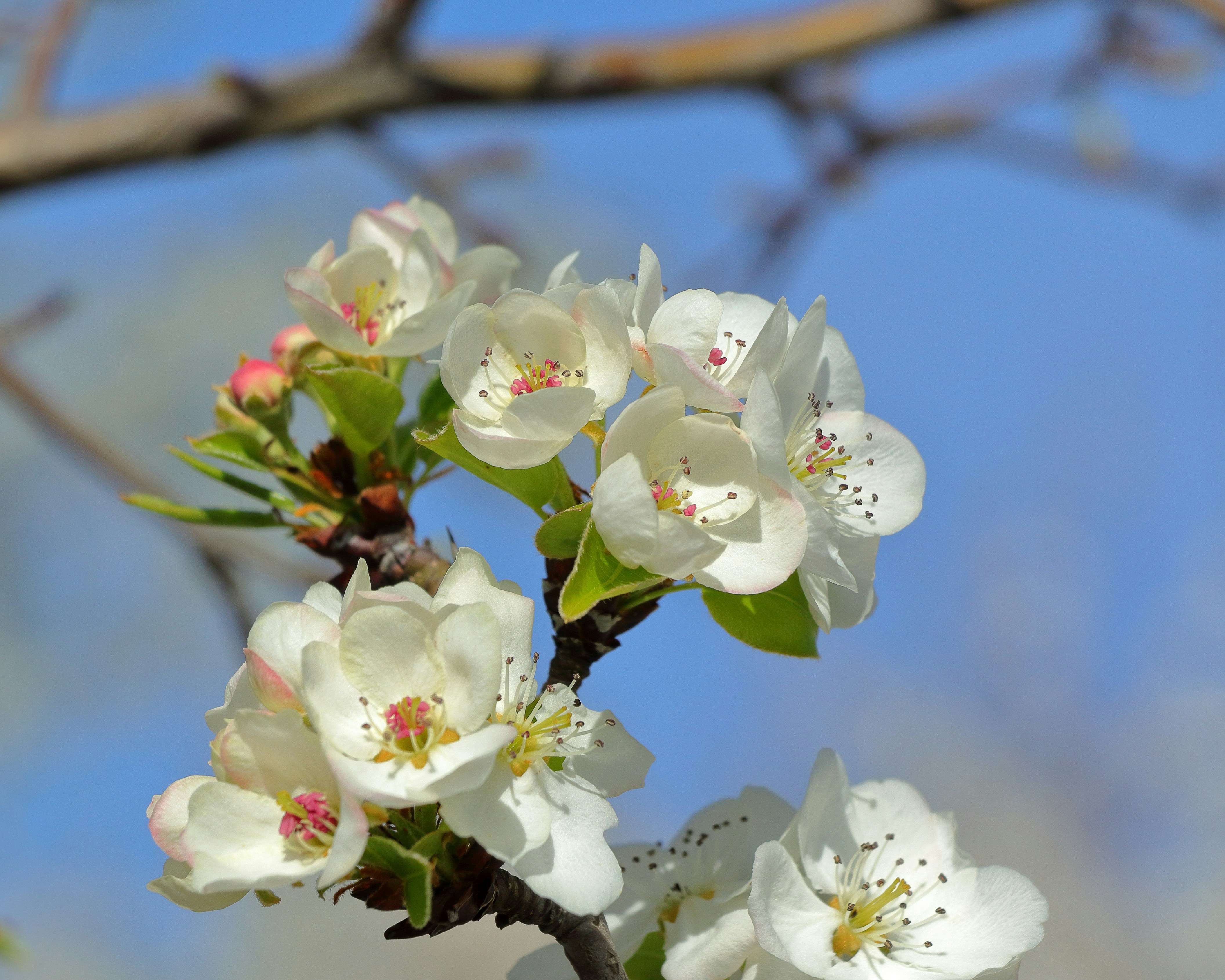 Blooming Orchard Crown: White Petals Against a Clear Sky