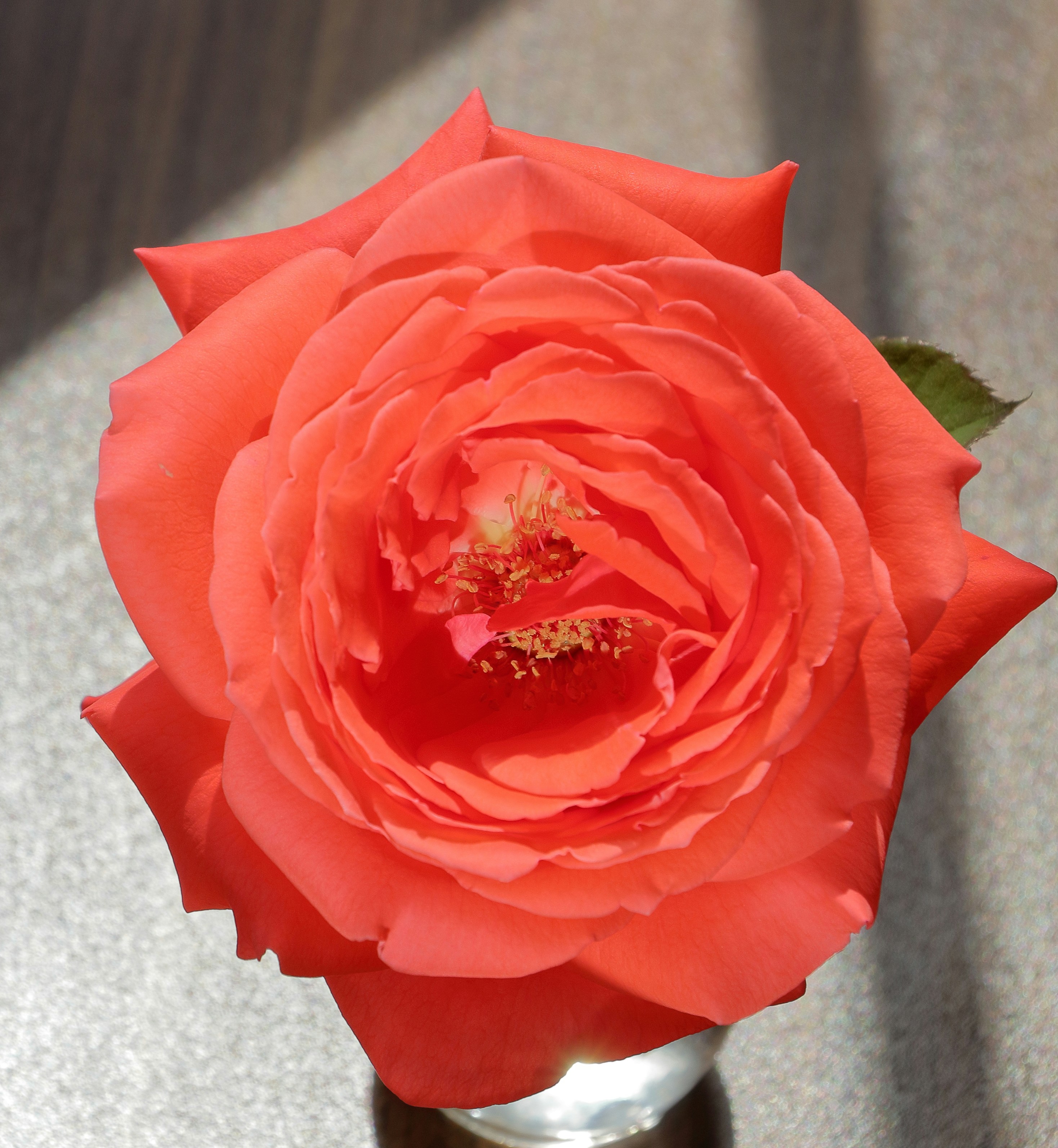 Central Rose in Sunlit Terrace