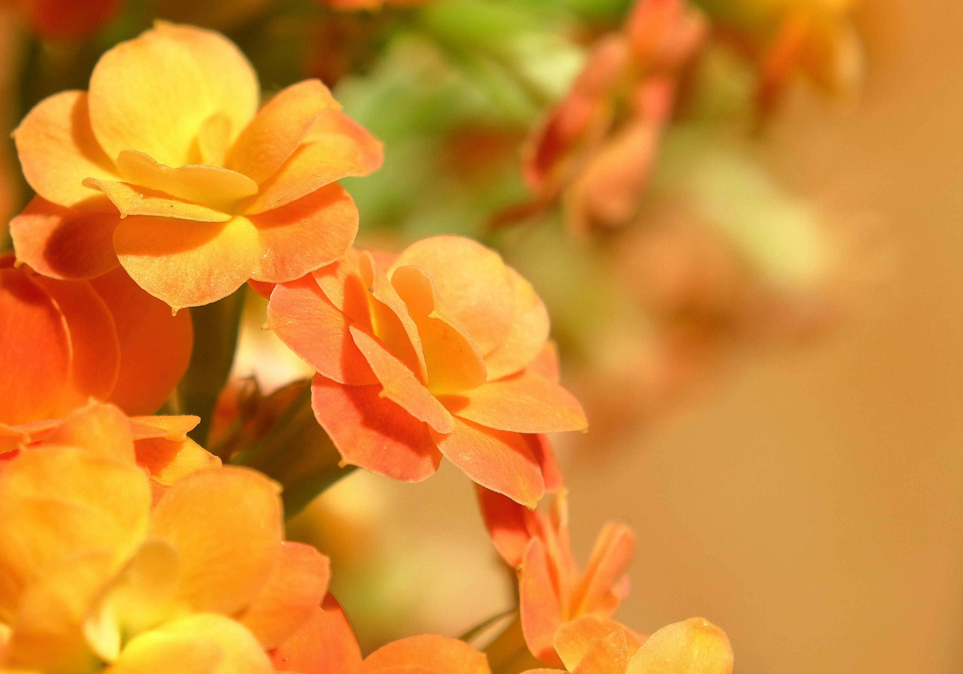 Orange Bloom Portrait: Warm Petals in Soft Focus