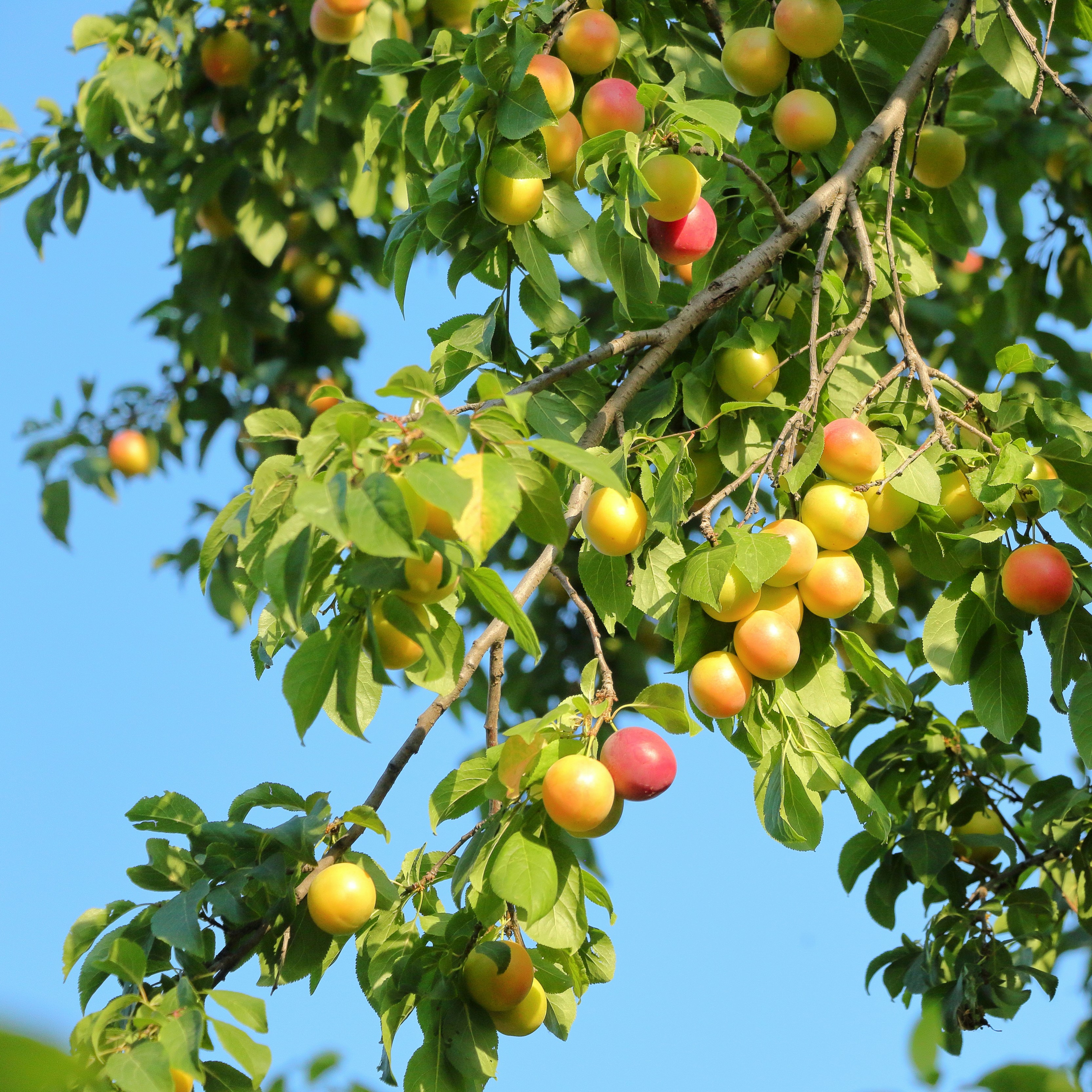 Overripe Orchard Arcadia