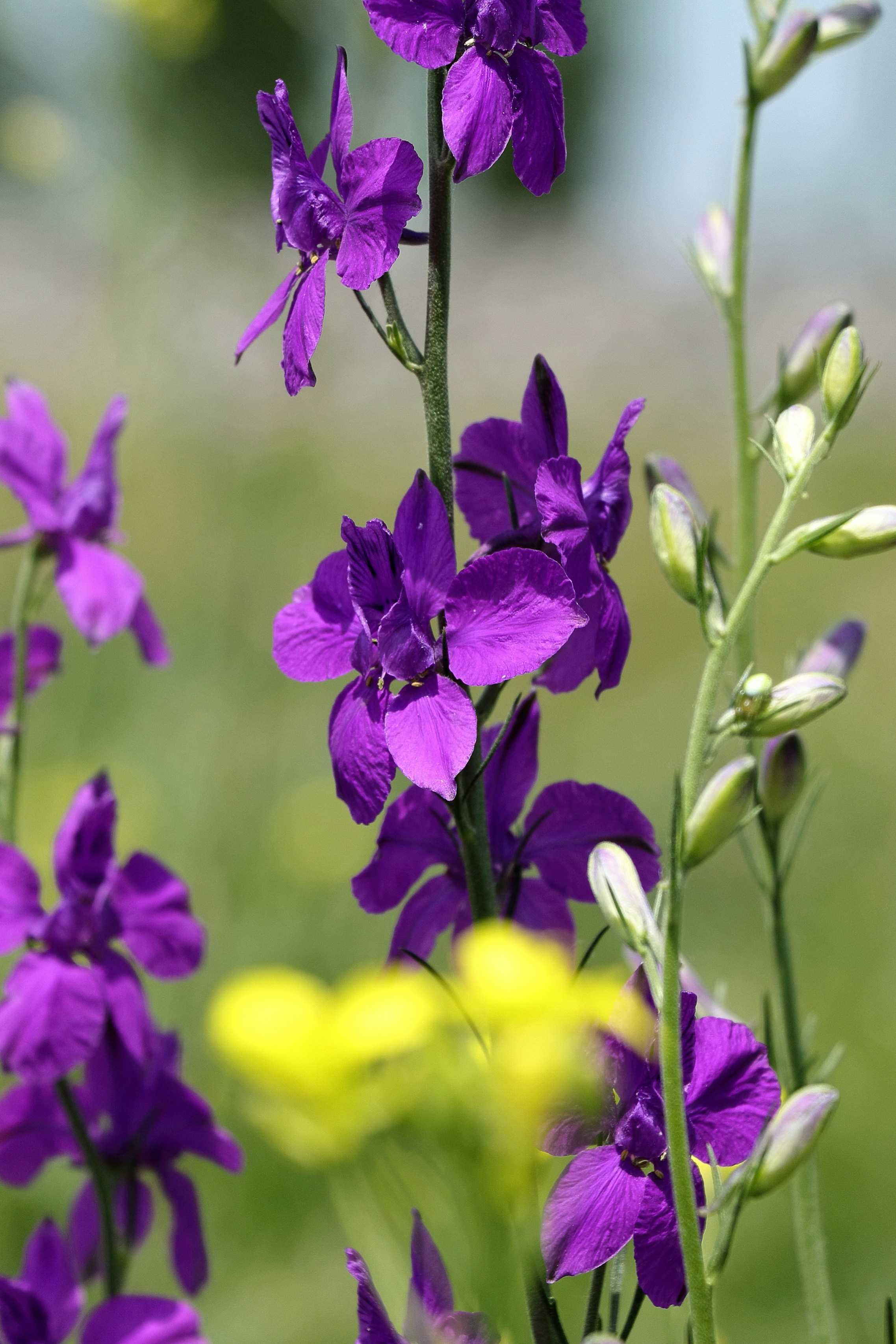 Violet Blooms on a Sunlit Stem