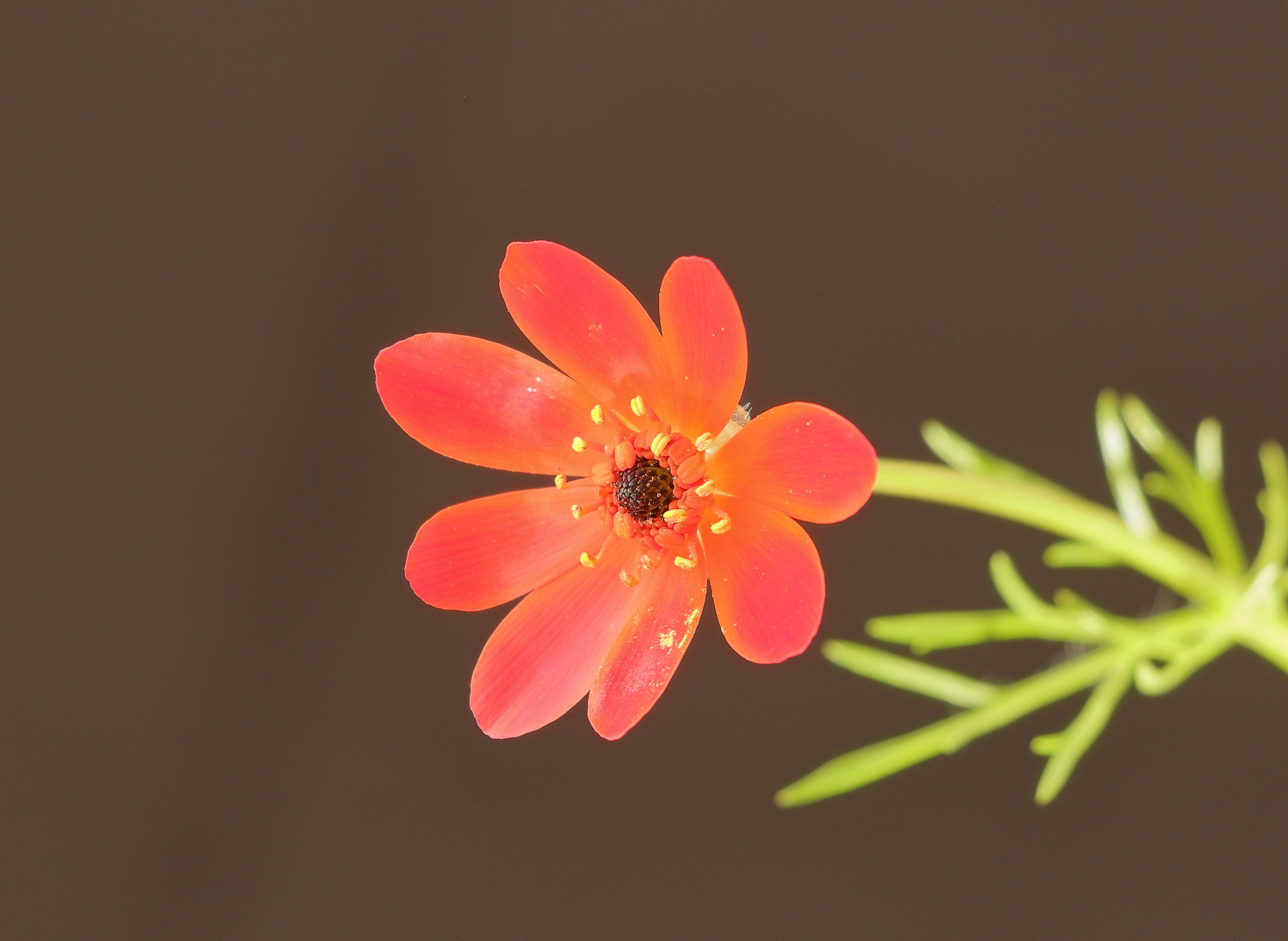 Scarlet Bloom on a Quiet Stem