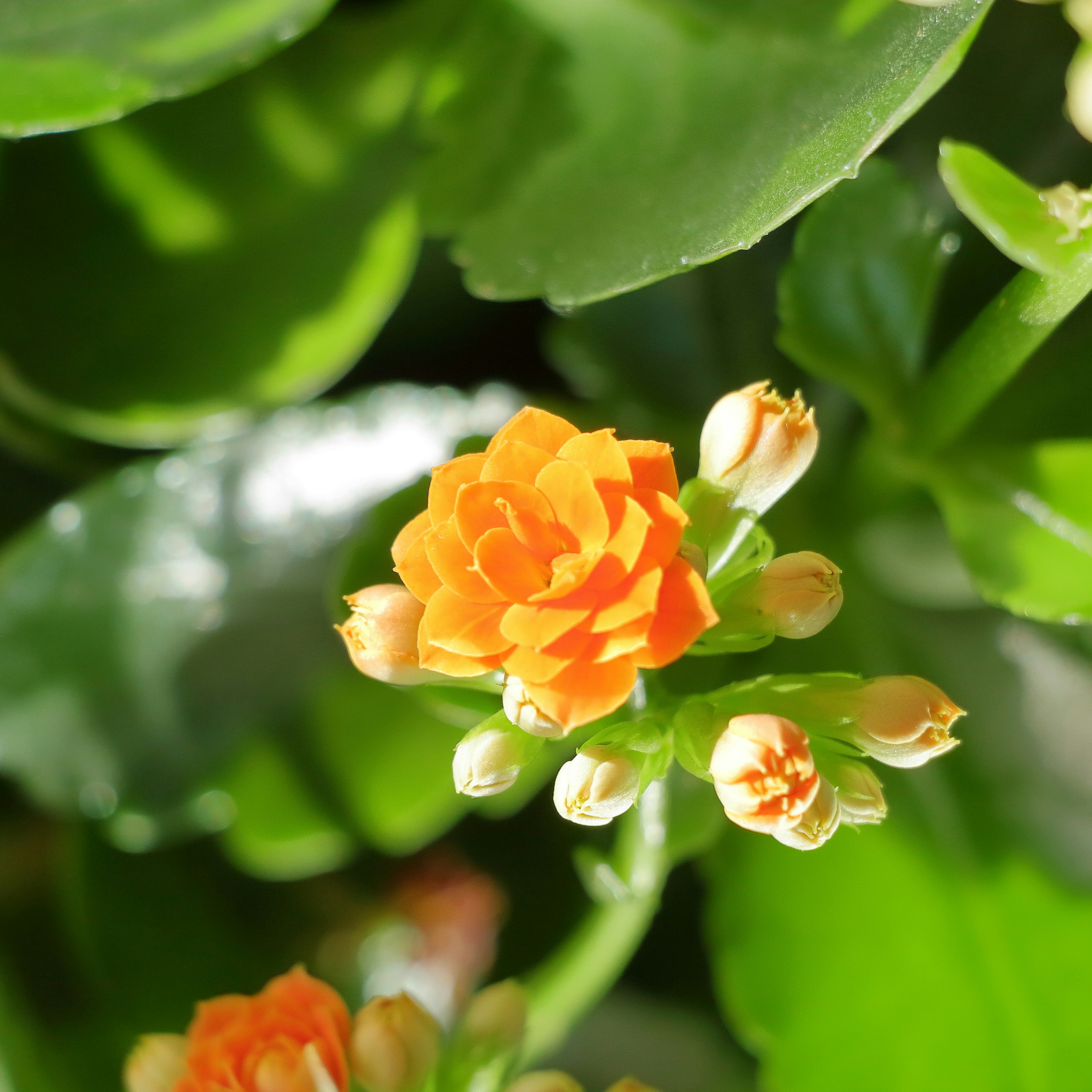 Orange bloom in sharp focus amid glossy garden greens